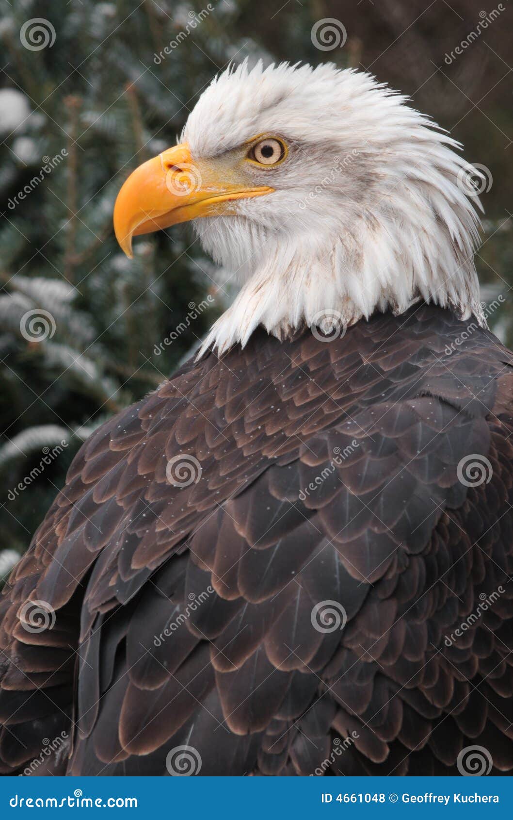 Bald Eagle Looks Left stock photo. Image of avian, eagle - 4661048