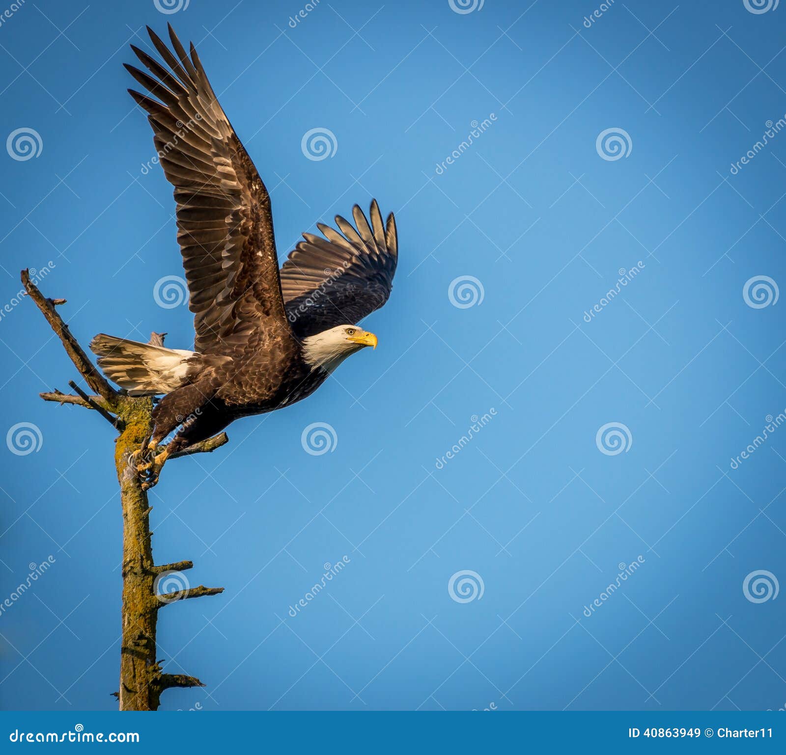 Bald eagle stock image. Image of pose, eagle, perch, bald - 40863949