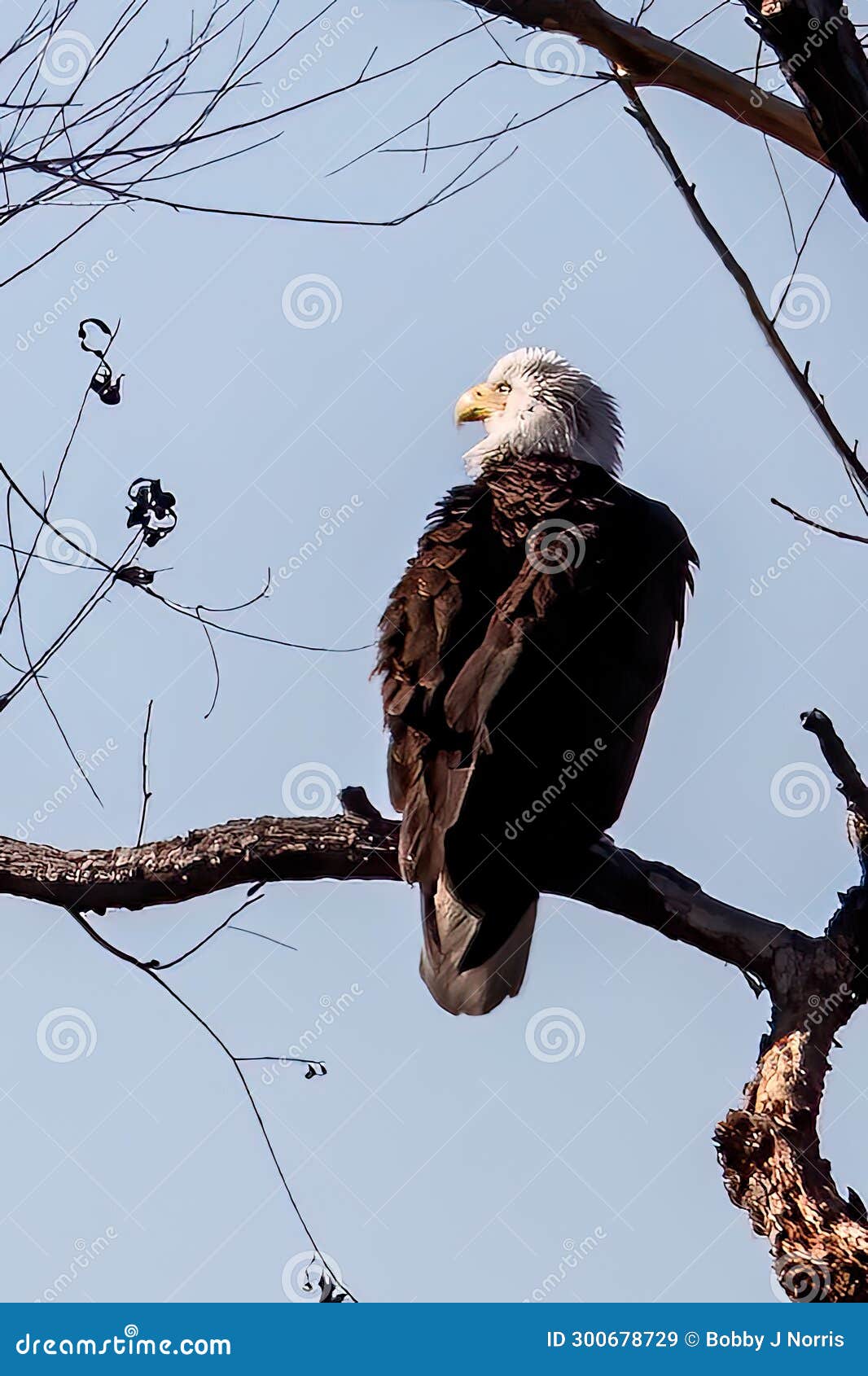 Bald Eagle Male Resting in a Tree Stock Image - Image of american ...