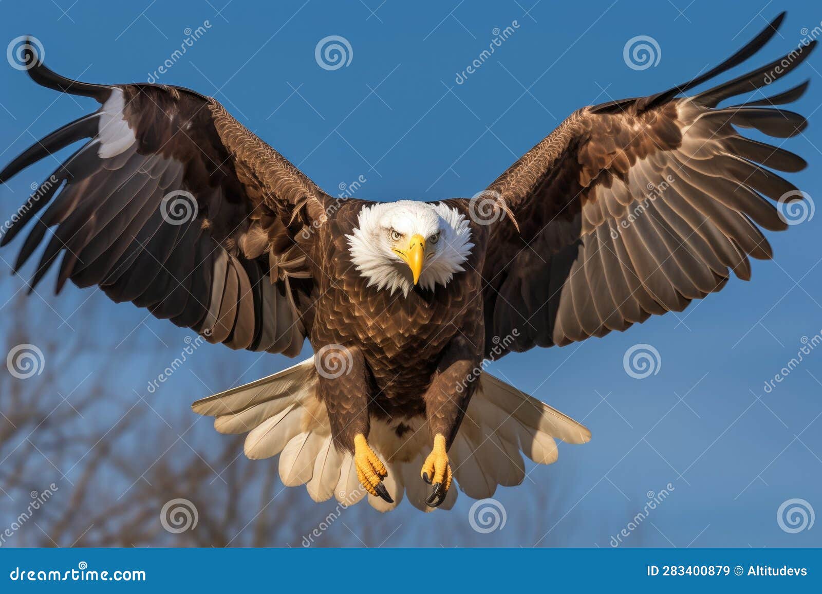 Bald Eagle in Mid-flight with Wings Spread Stock Illustration ...