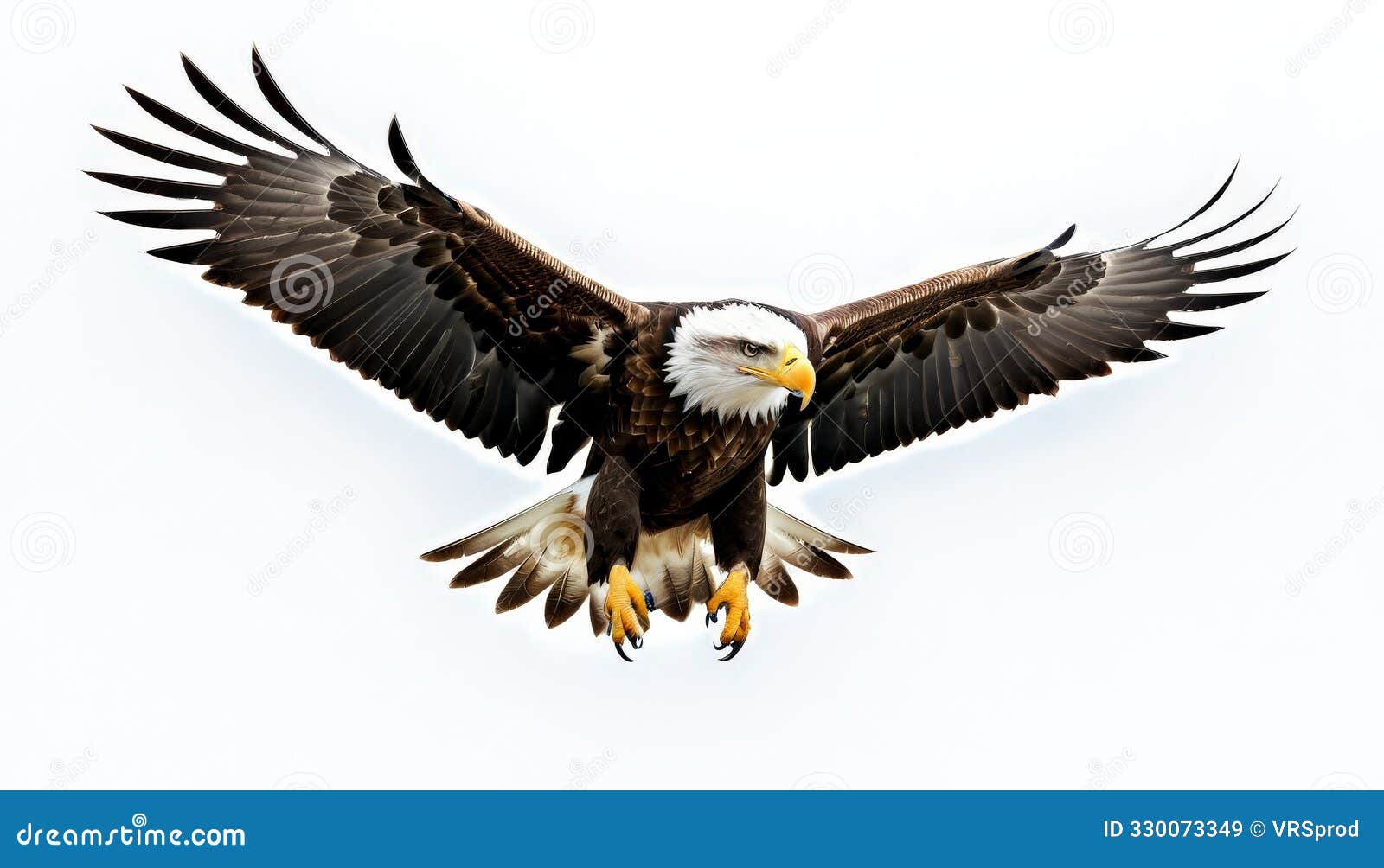 Bald Eagle in Mid-flight with Wings Spread Wide Stock Image - Image of ...