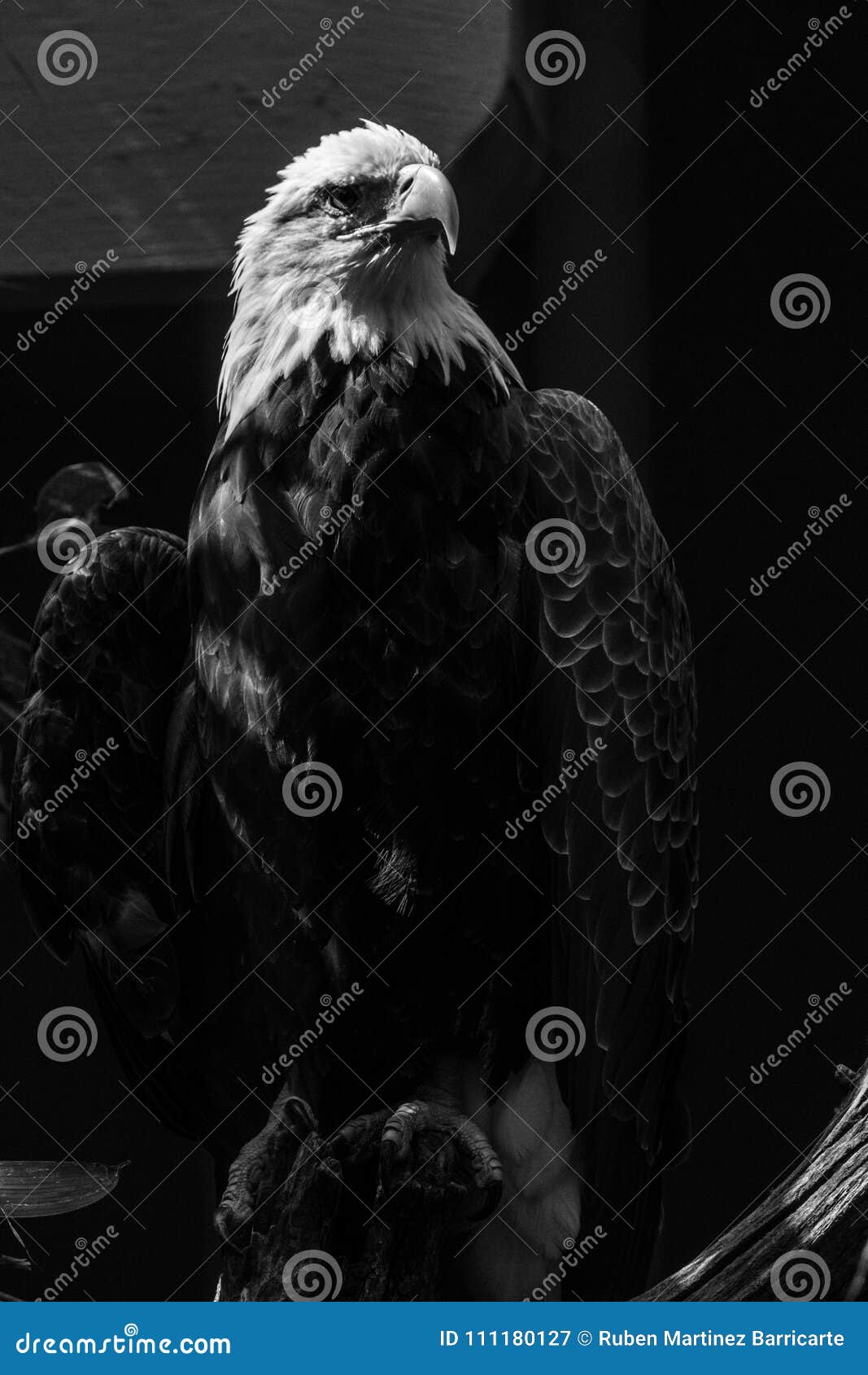 Bald Eagle Resting on a Tree Stock Image - Image of eagle, fierce ...
