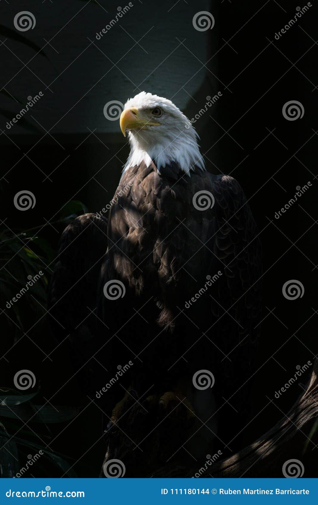 Bald Eagle Resting on a Tree Stock Photo - Image of extinction, bald ...