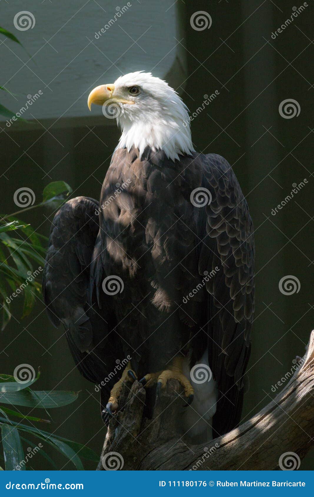 Bald Eagle Resting on a Tree Stock Photo - Image of governmental ...
