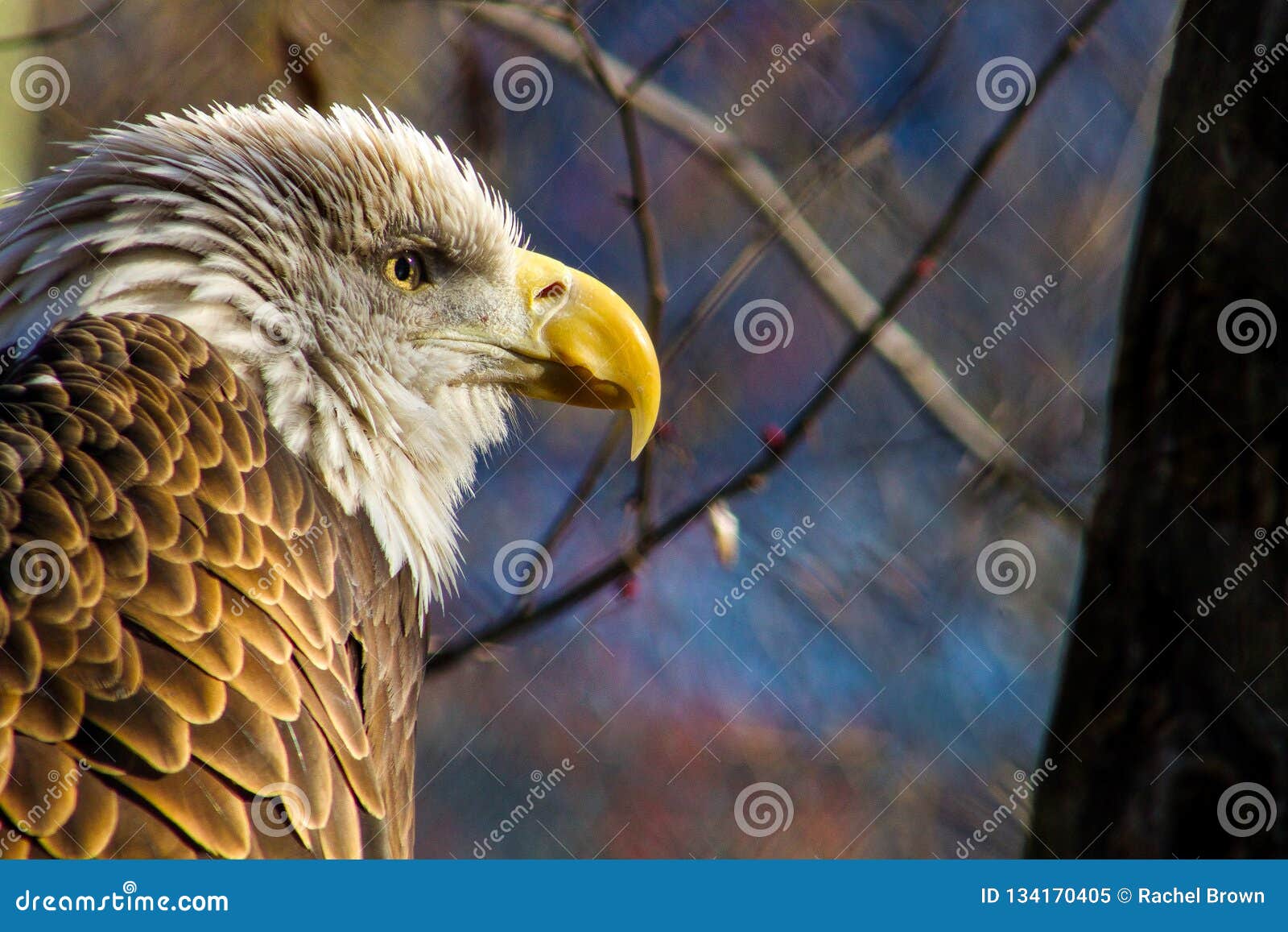 Bald eagle stock image. Image of wildanimal, wild, eagle - 134170405