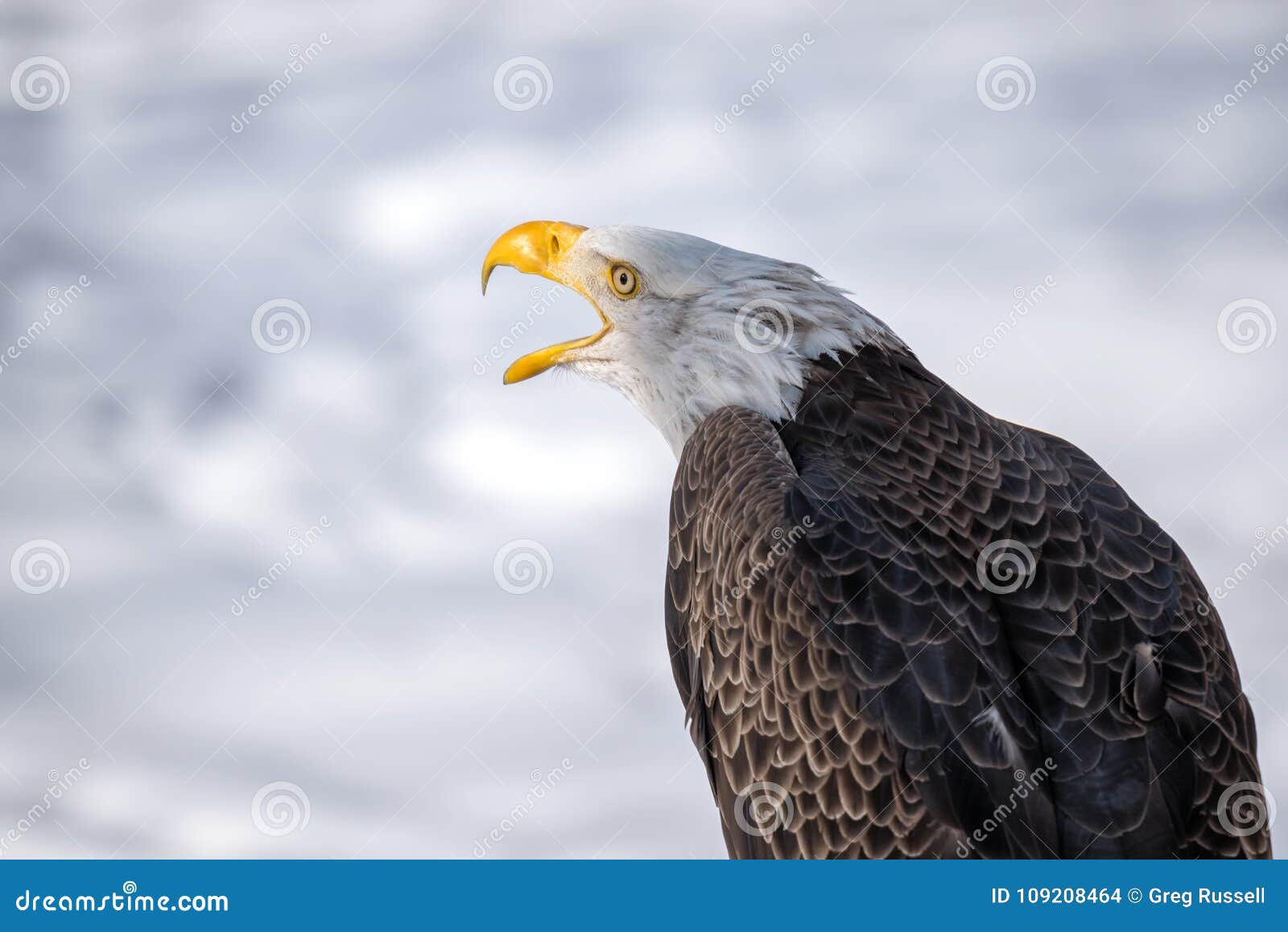 Bald Eagle in Nature Calling Stock Photo - Image of open, nature: 109208464