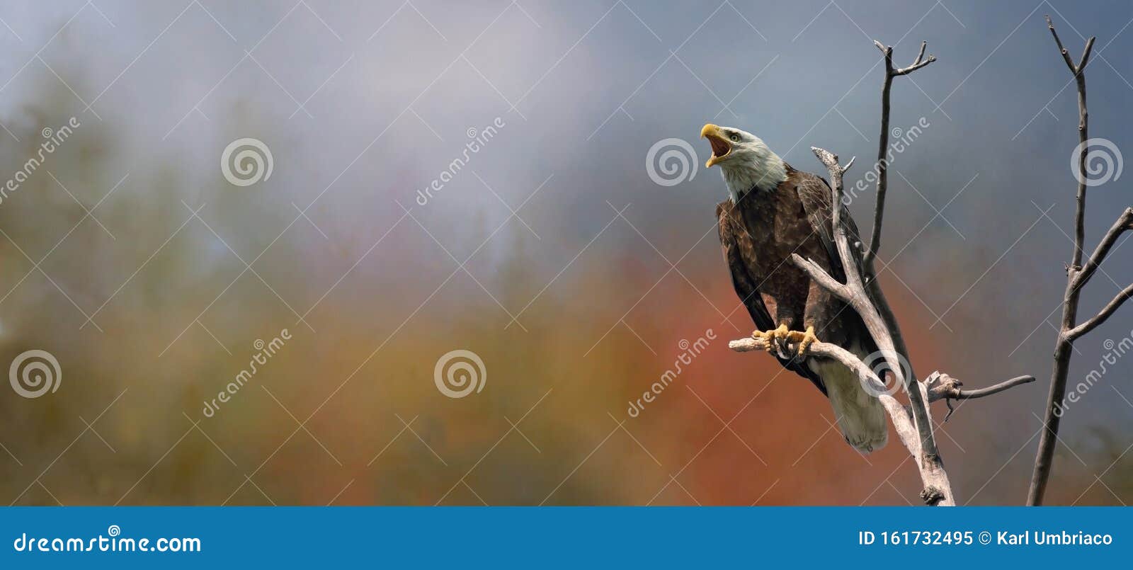 Bald Eagle in Nature during Fall Stock Image - Image of outdoor, bald ...