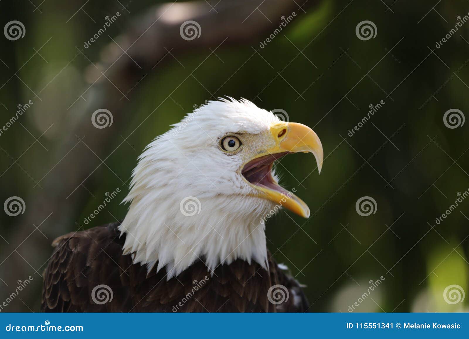 Screaming American Bald Eagle Stock Image - Image of bird, bald: 115551341