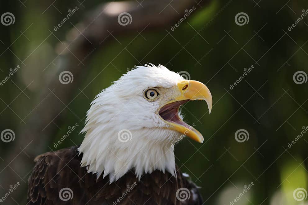 Screaming American Bald Eagle Stock Image - Image of bird, bald: 115551341