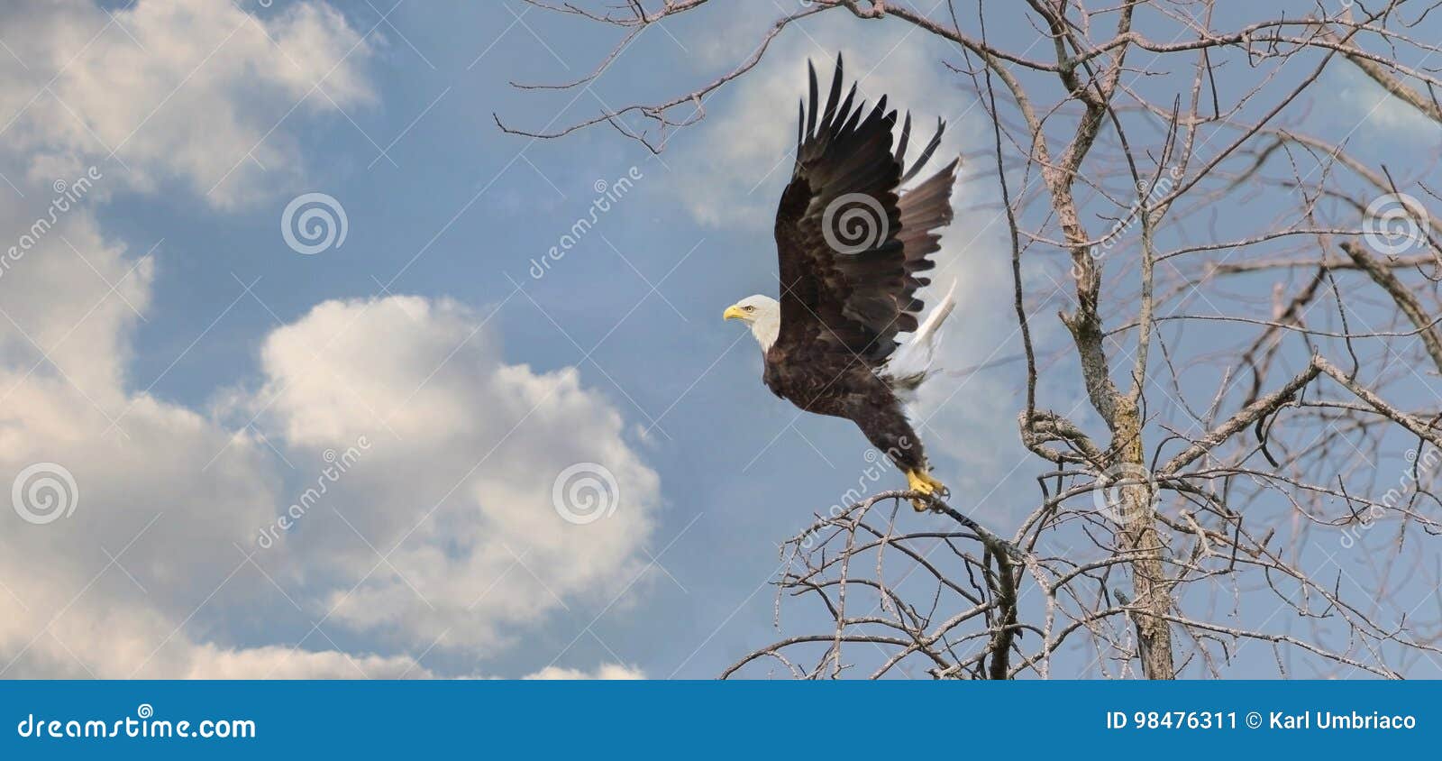 Bald eagle in nature stock image. Image of outdoor, eagle - 98476311