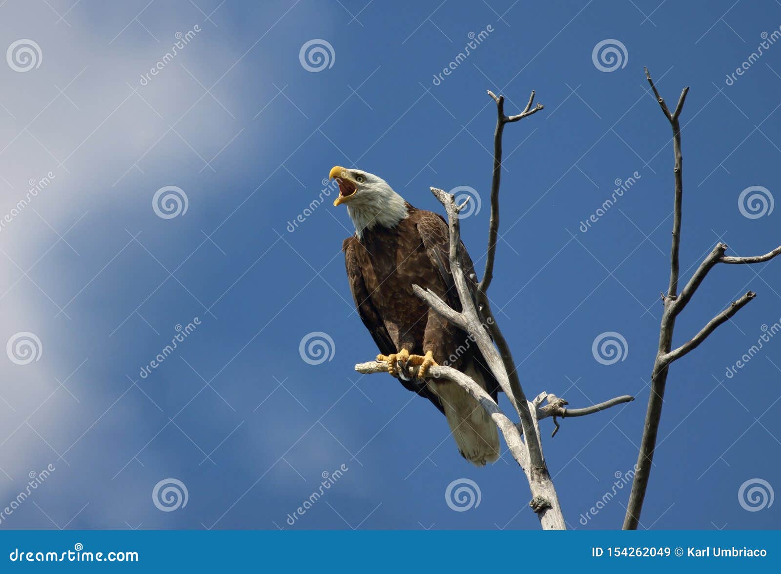 Bald Eagle in Nature during Summer Stock Image - Image of summer ...