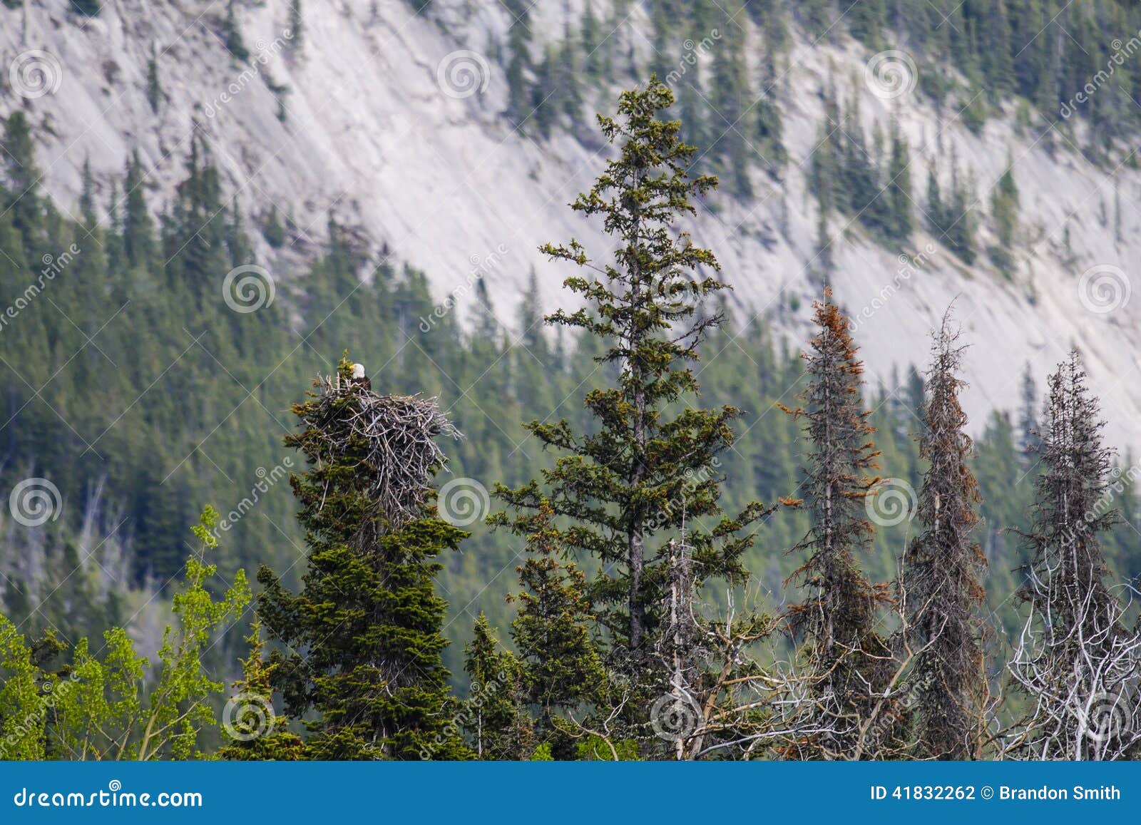 Bald Eagle Nest stock photo. Image of ornithology, avian - 41832262