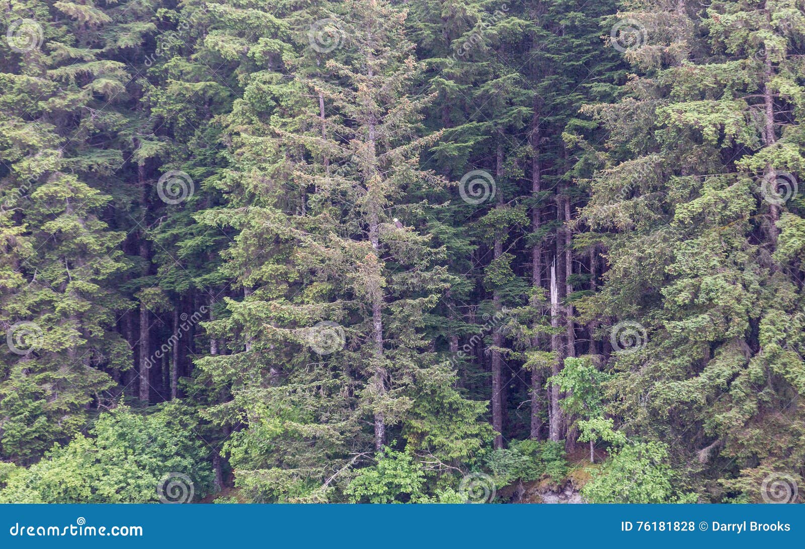 Bald Eagle Nesting Grounds stock photo. Image of tree - 76181828