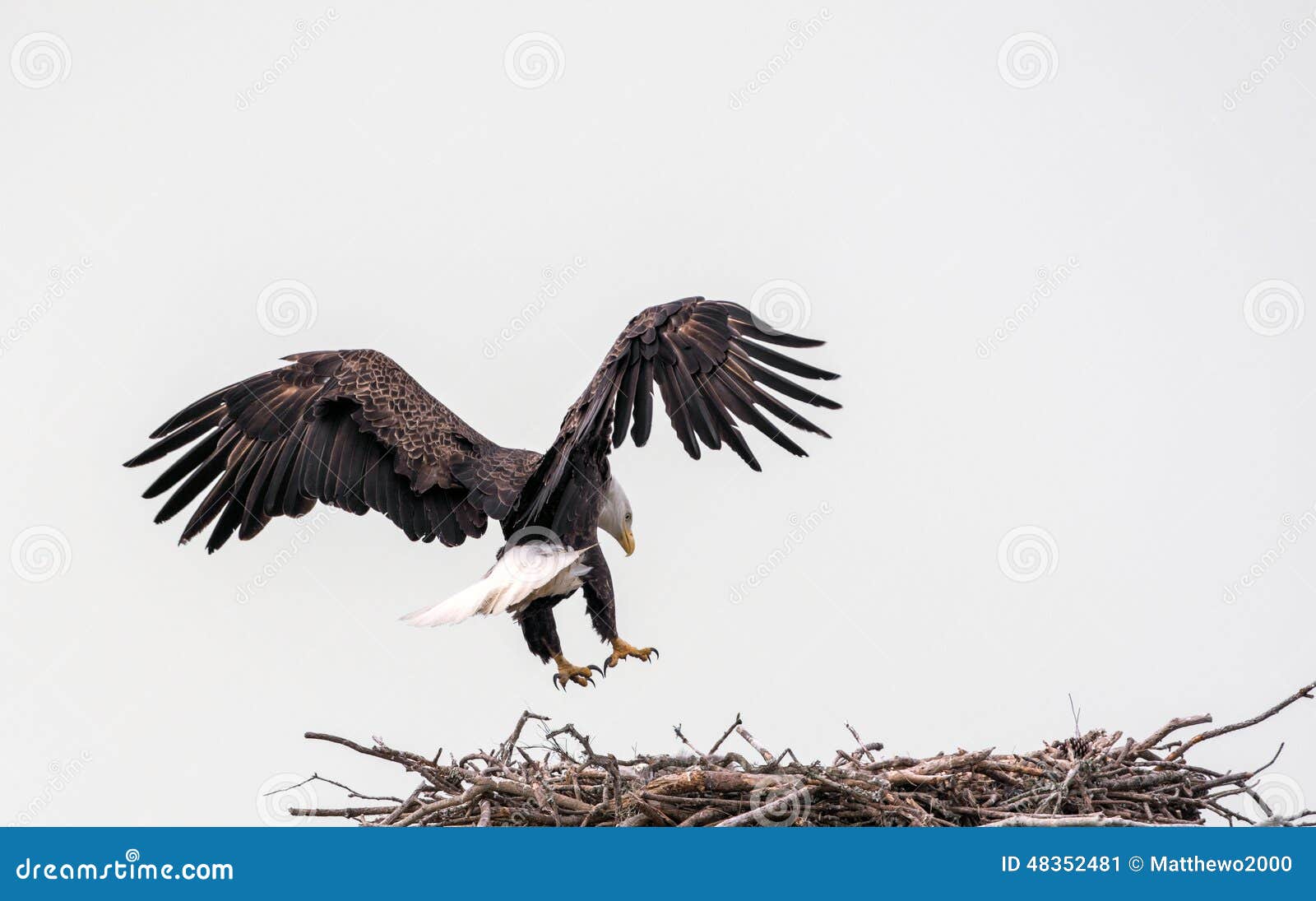 Bald Eagle Nesting Platform Stock Image - Image of prey, strength: 48352481