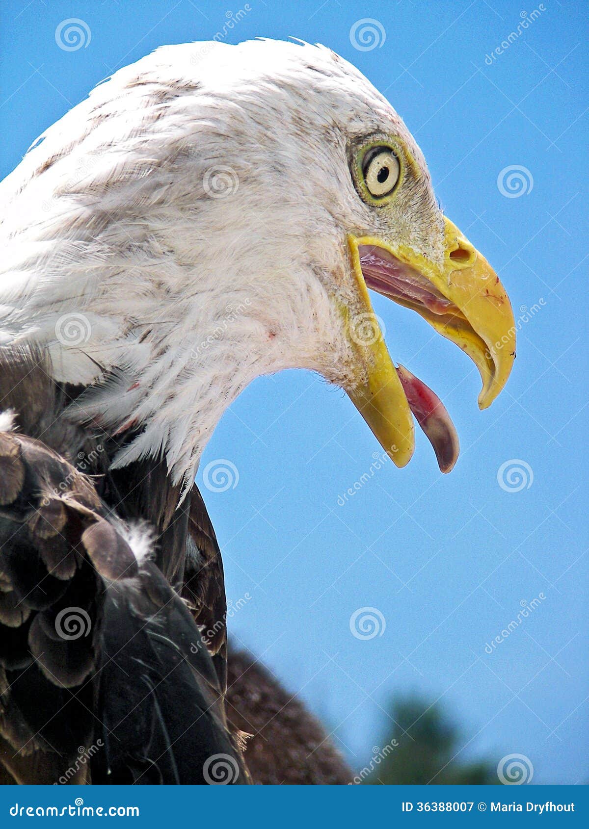 Bald eagle with open beak stock image. Image of eagle - 36388007