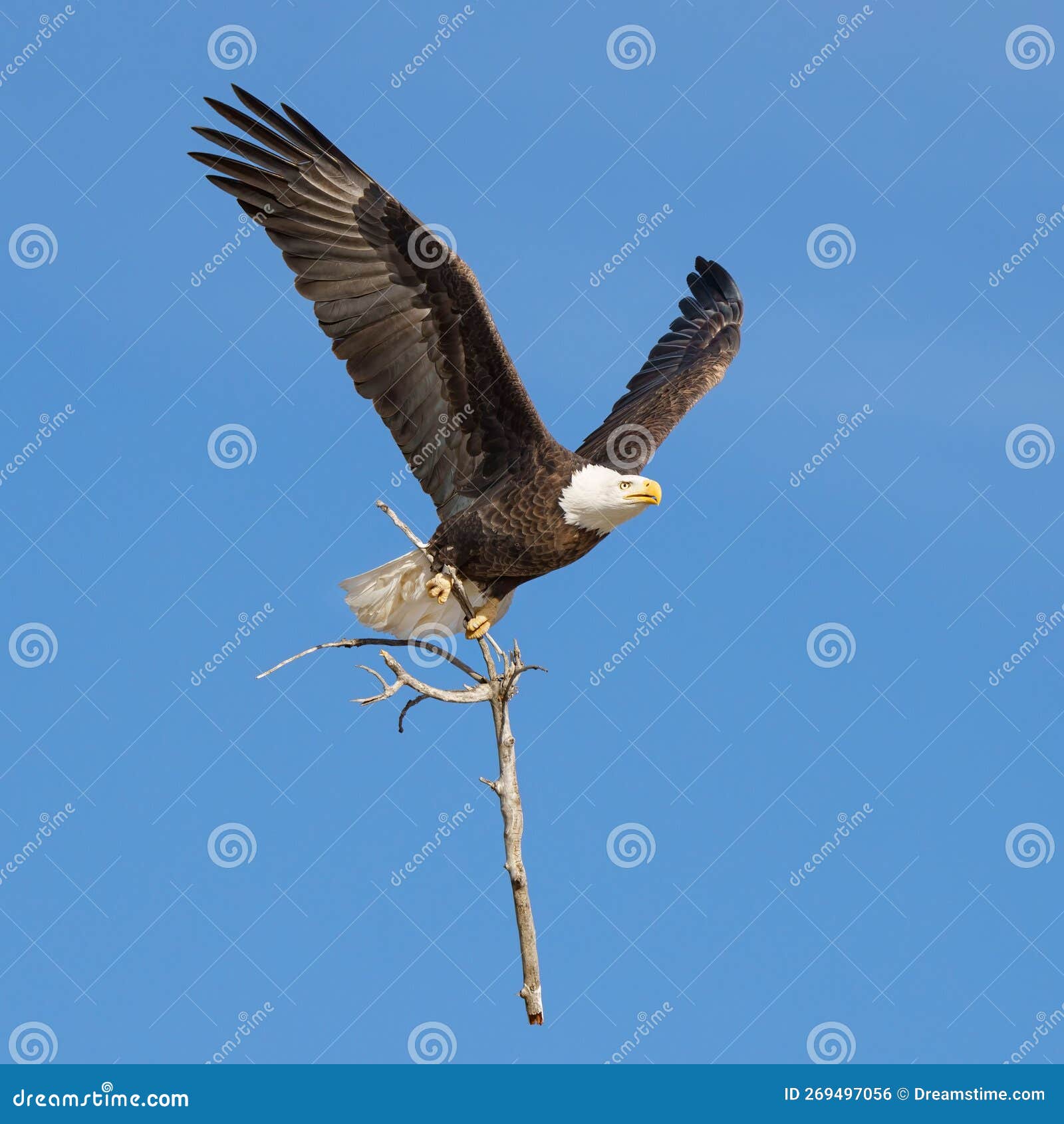 Bald Eagle with Open Wings Perched on a Wooden Stick Under a Clear Blue ...