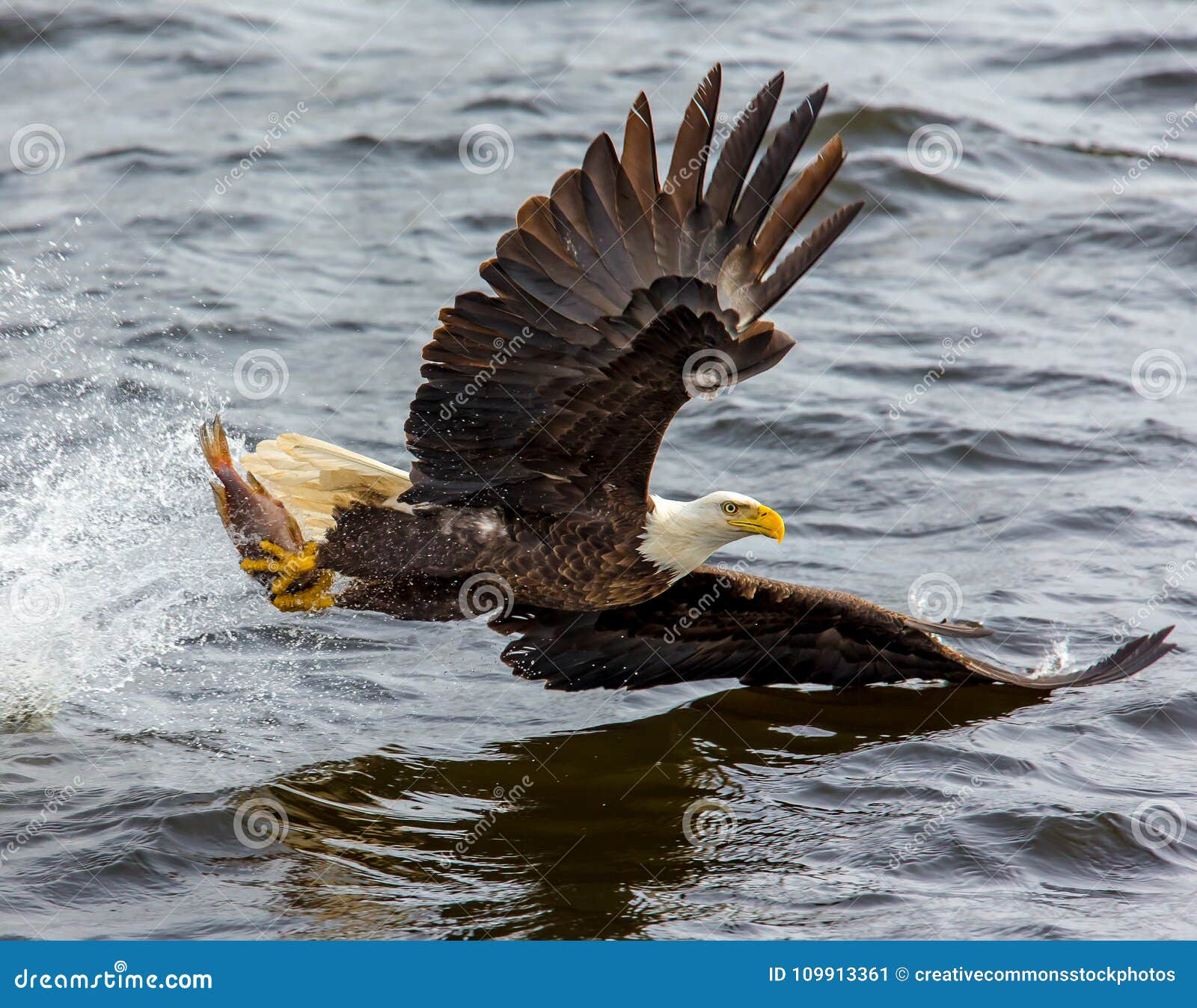 Bald Eagle Over The Body Of Water Picture. Image: 109913361