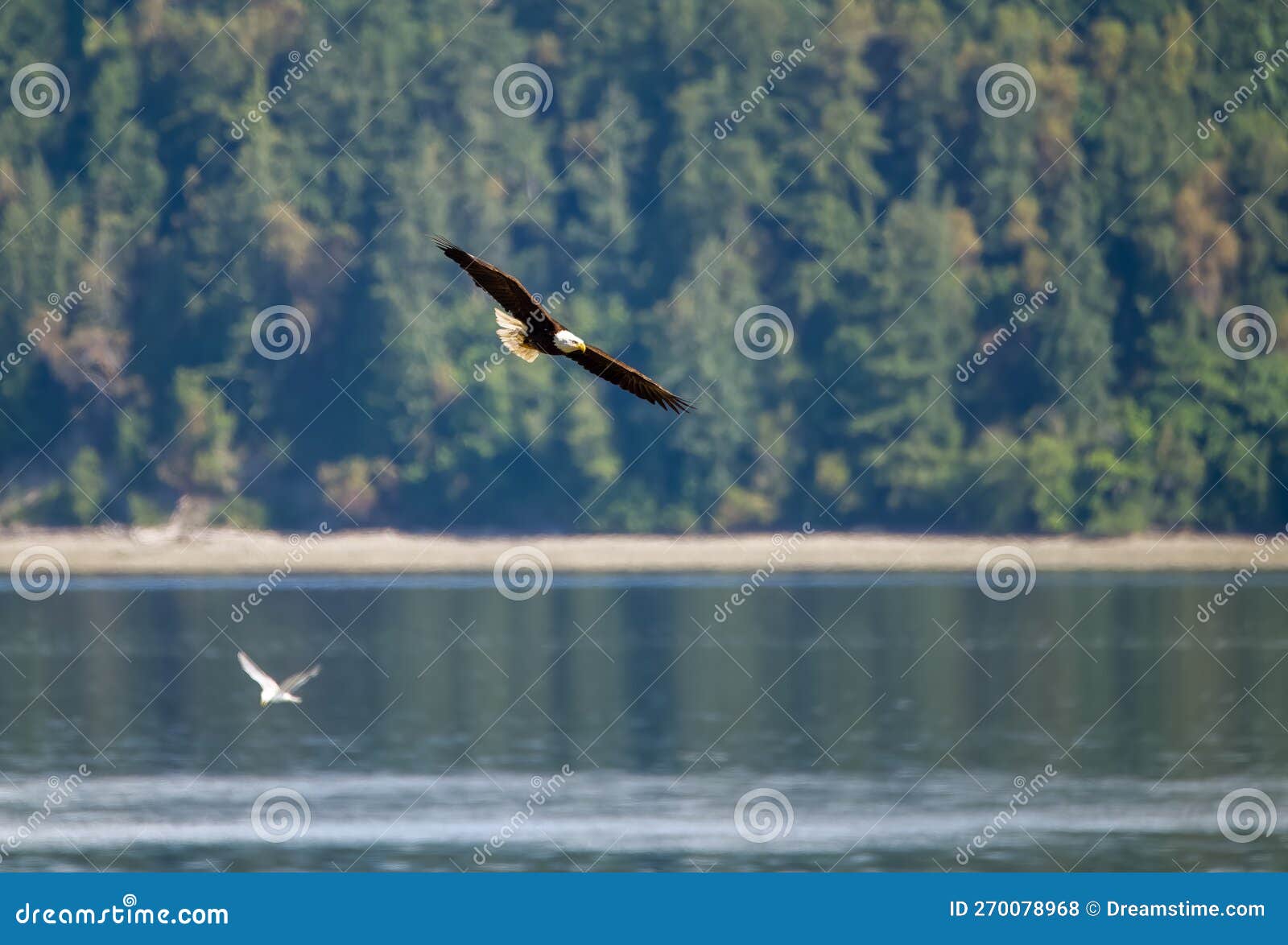 Bald eagle over the lake stock photo. Image of wild - 270078968