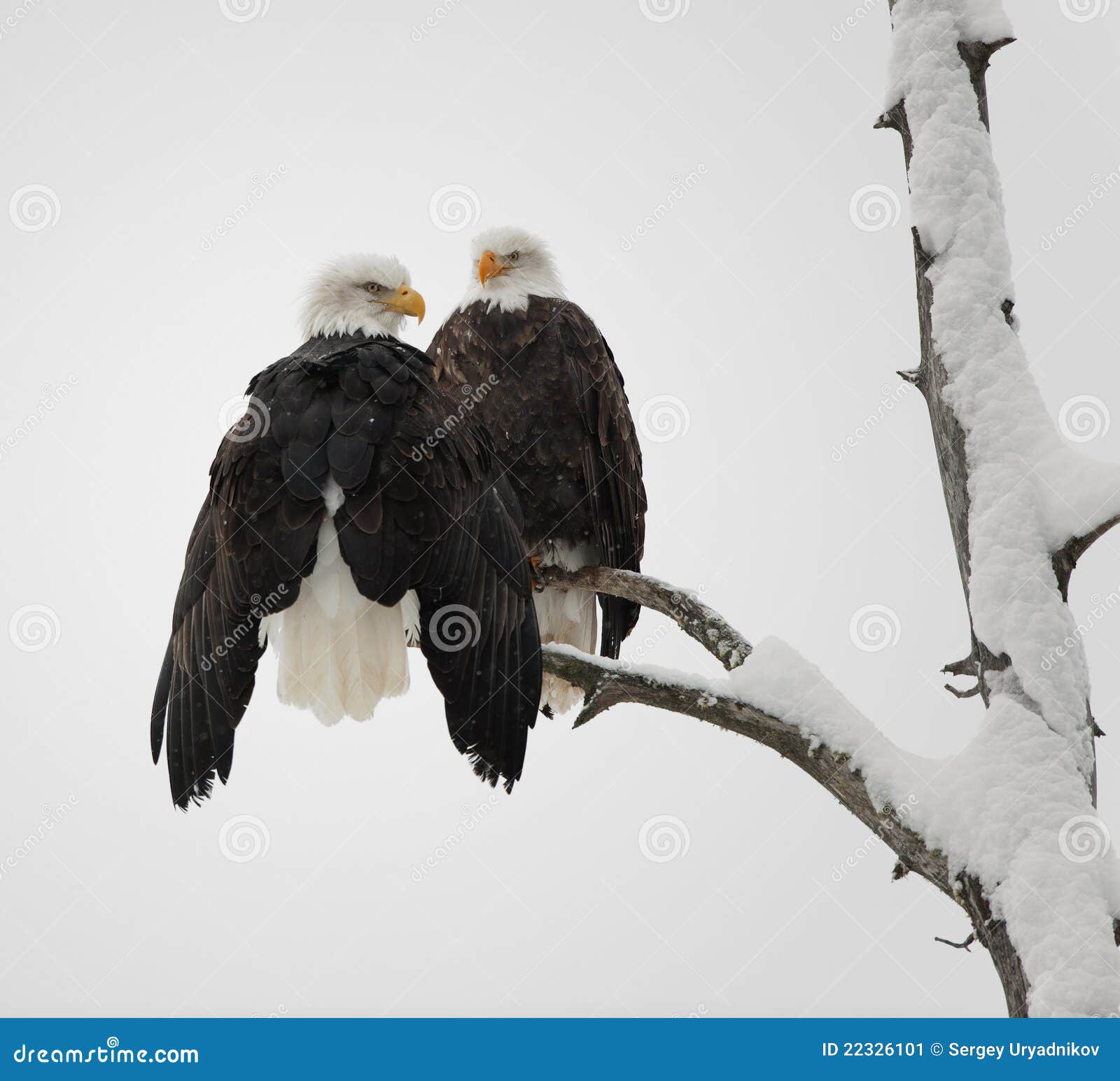 Bald Eagle pair stock image. Image of plumage, feathers - 22326101