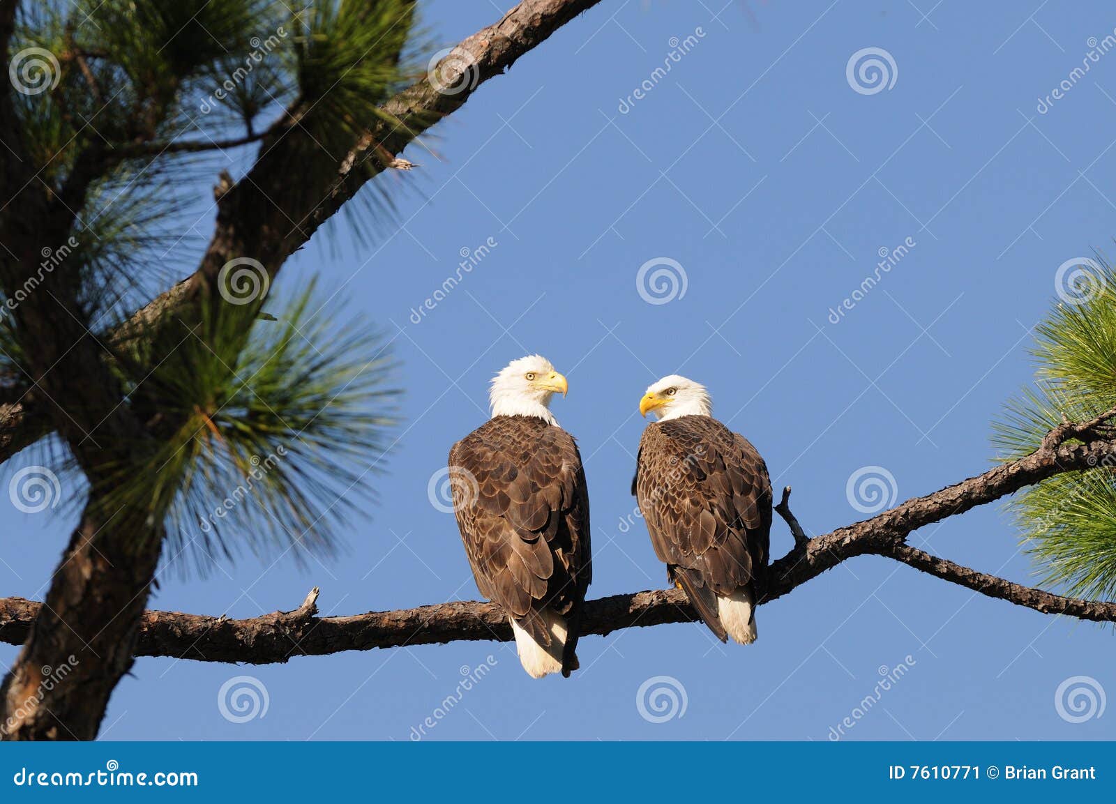 A Bald Eagles Nest At The Lemon Bay Aquatic Reserve In Cedar Point ...
