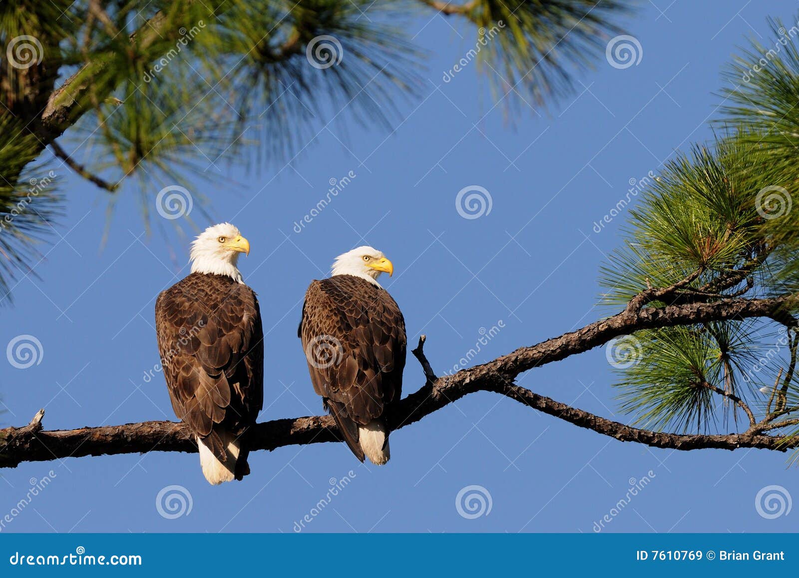 Bald Eagle Pair Facing Right Stock Image - Image of florida, bald: 7610769