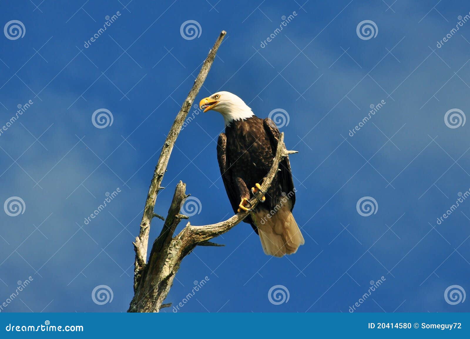 Bald eagle on perch. stock photo. Image of predator, feathers - 20414580