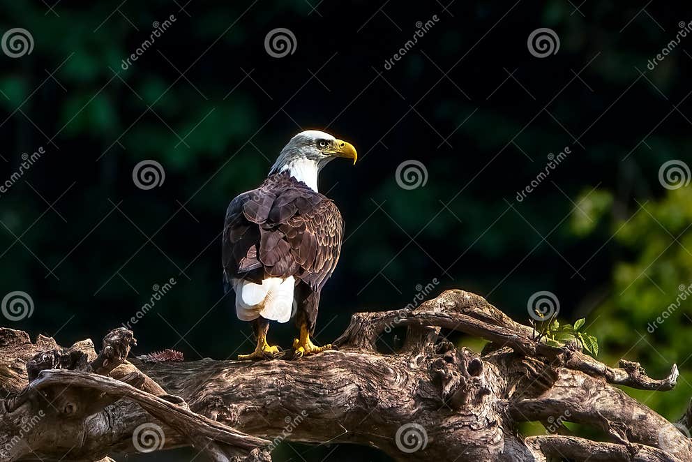 Bald Eagle on Perch Keeps Eye Out for Prey Stock Image - Image of ...