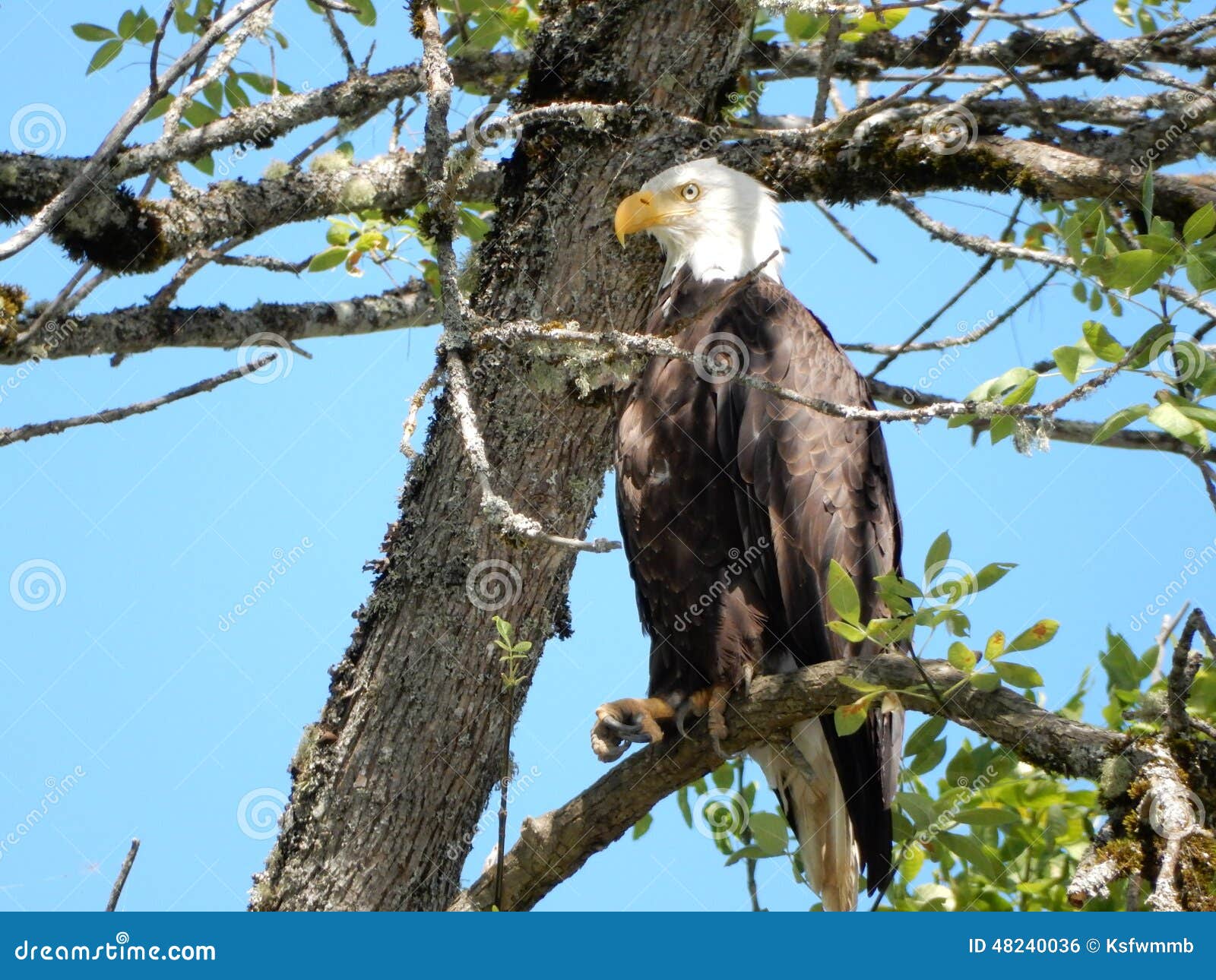 Bald eagle stock photo. Image of northwest, pacific, raptor - 48240036