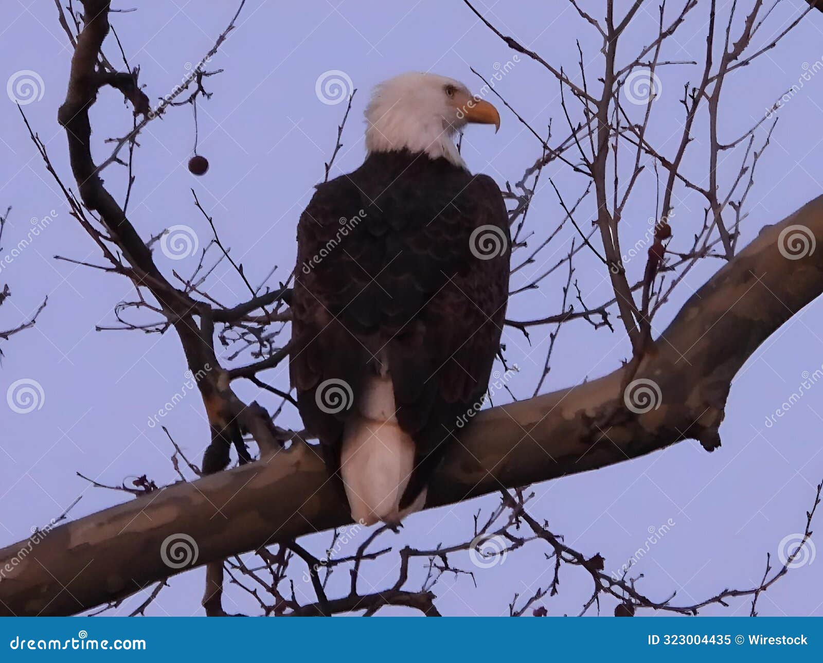 Bald Eagle Perched on a Bare Tree Branch Against a Twilight Sky Stock ...