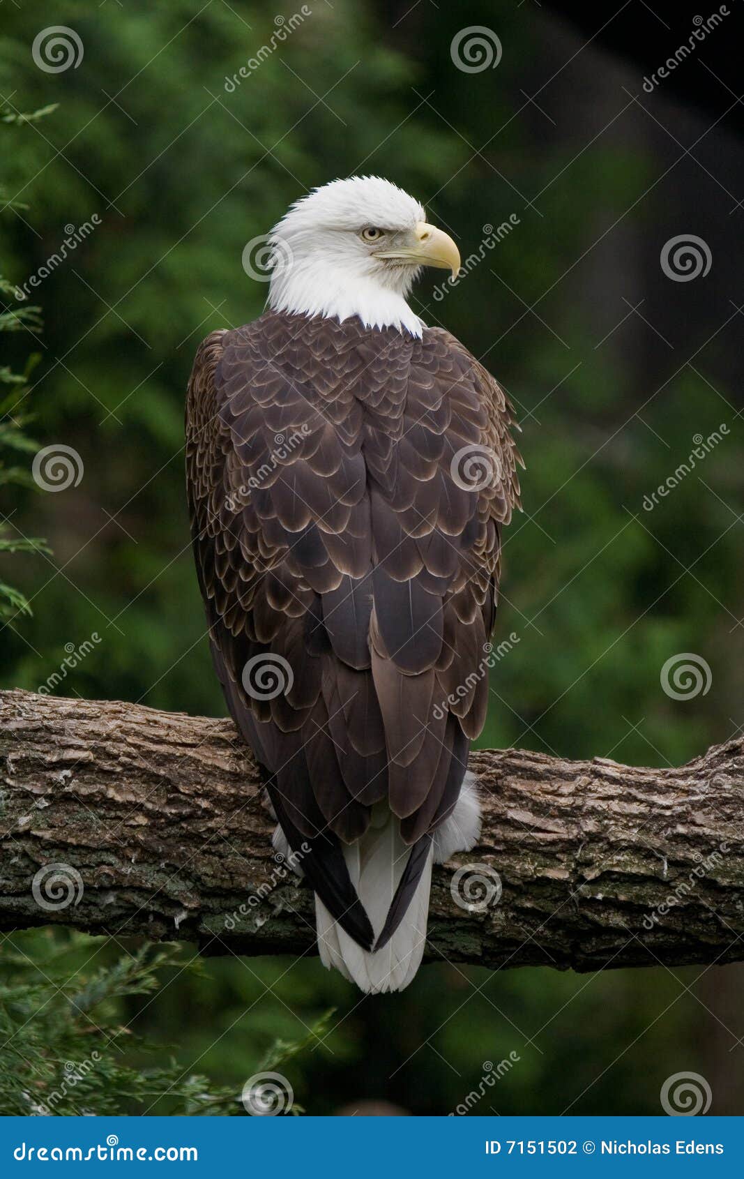 Bald Eagle Perched on a Branch Stock Photo - Image of wildlife, bird ...