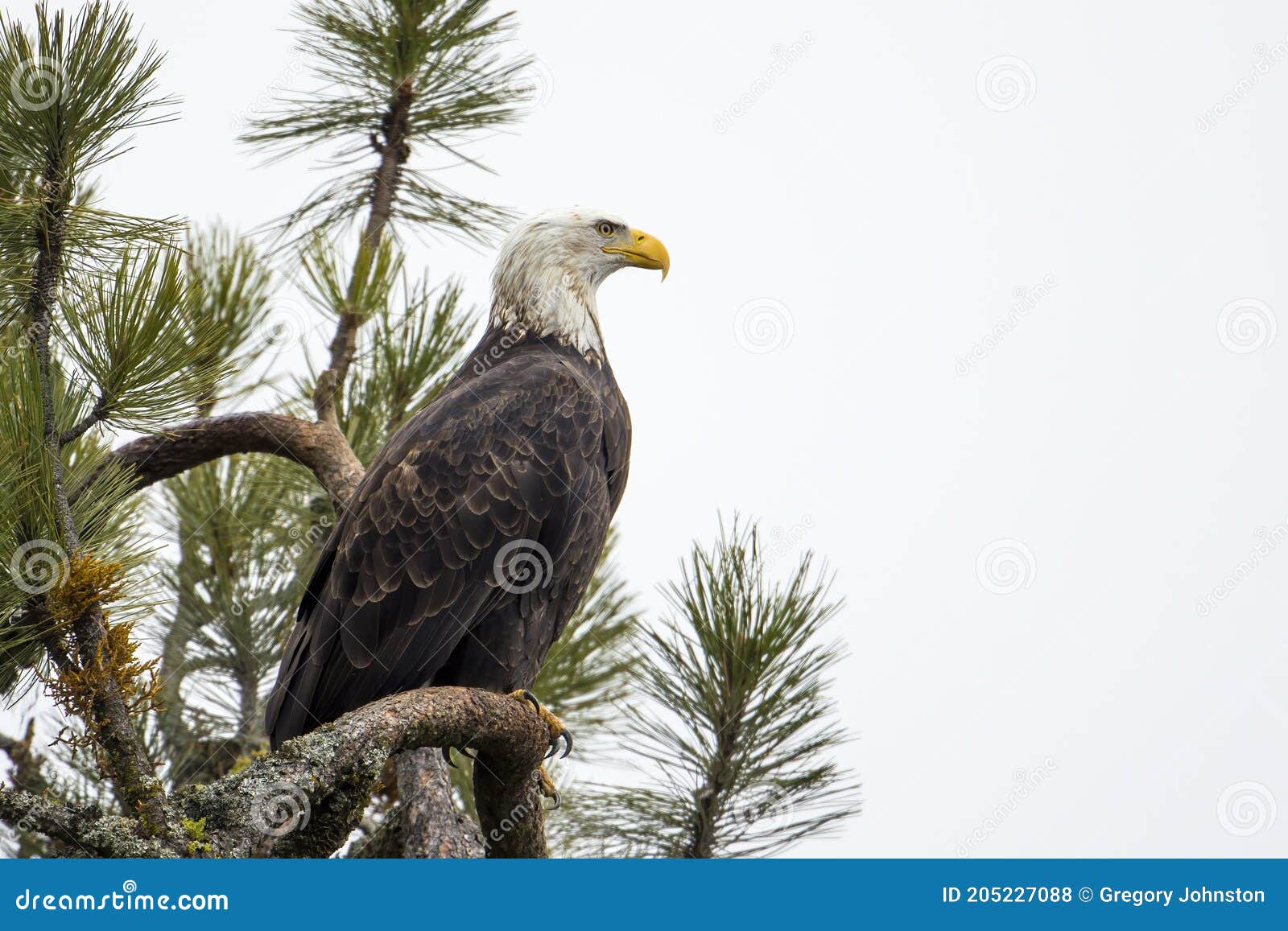Bald Eagle Perched on Branch Stock Photo - Image of morning, natural ...