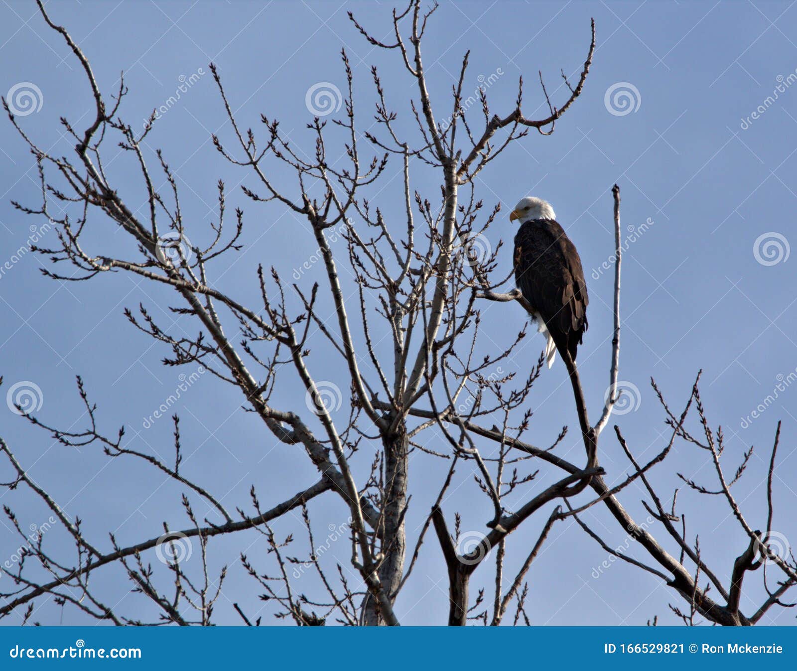 Adult Bald Eagle stock image. Image of endangered, perch - 166529821
