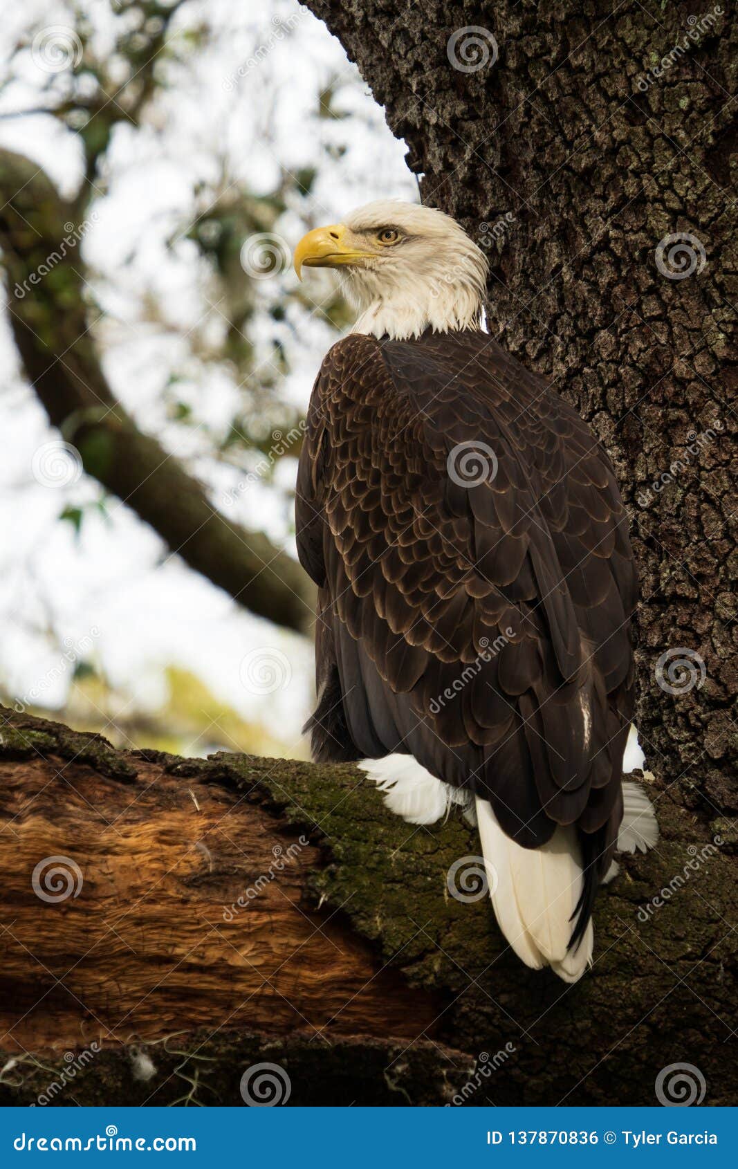 Bald Eagle Perched on a Log Stock Photo - Image of wild, nature: 137870836