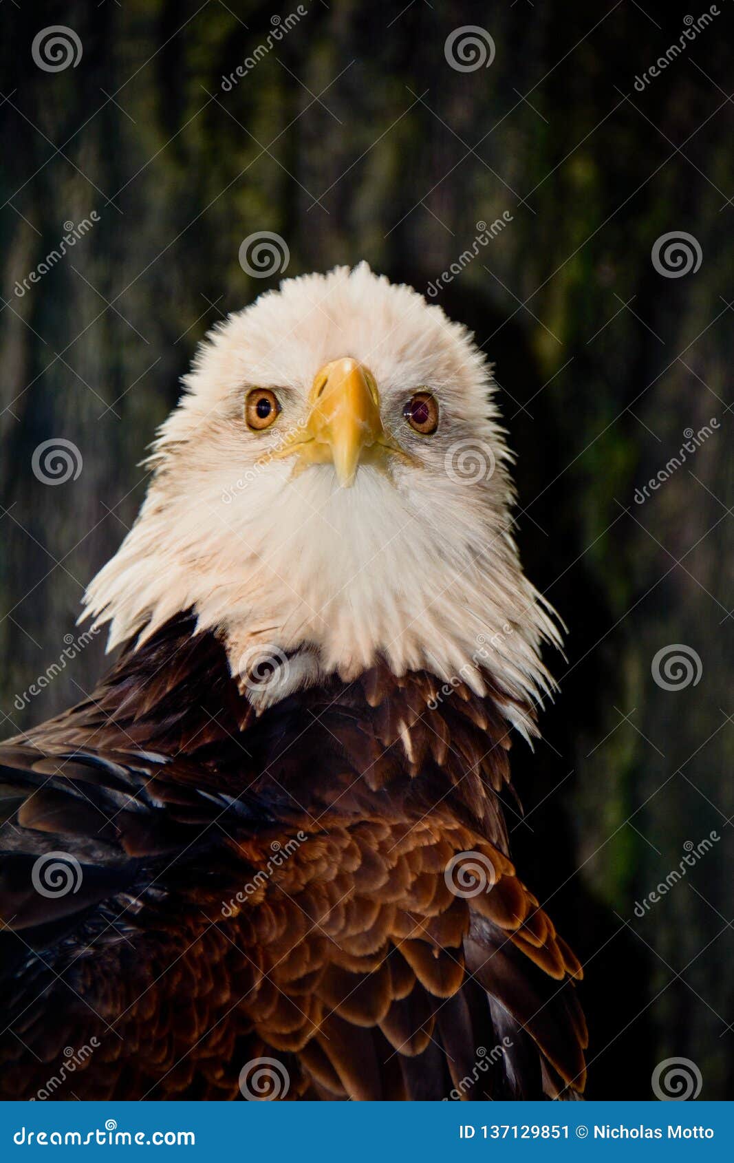 Bald Eagle Looking Ahead stock image. Image of prey - 137129851