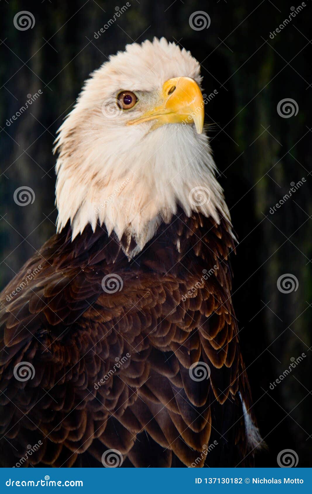 Bald Eagle Perched Alertly stock photo. Image of prey - 137130182