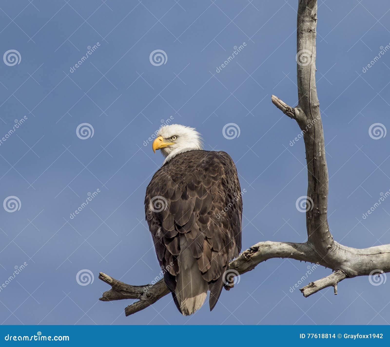 Bald Eagle stock photo. Image of bird, head, mammals - 77618814