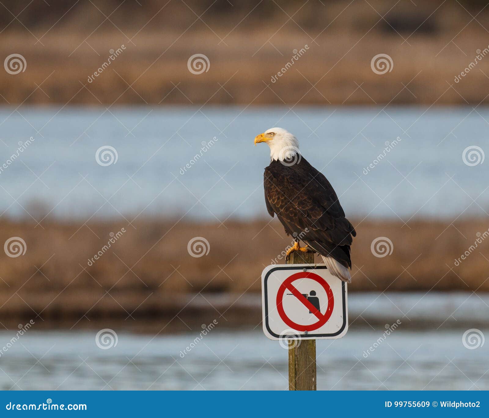 Bald Eagle on signpost stock image. Image of feathers - 99755609