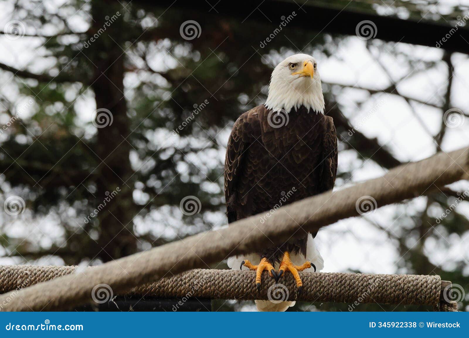 Bald Eagle Perched on a Rope with a Blurred Forest Background Stock ...