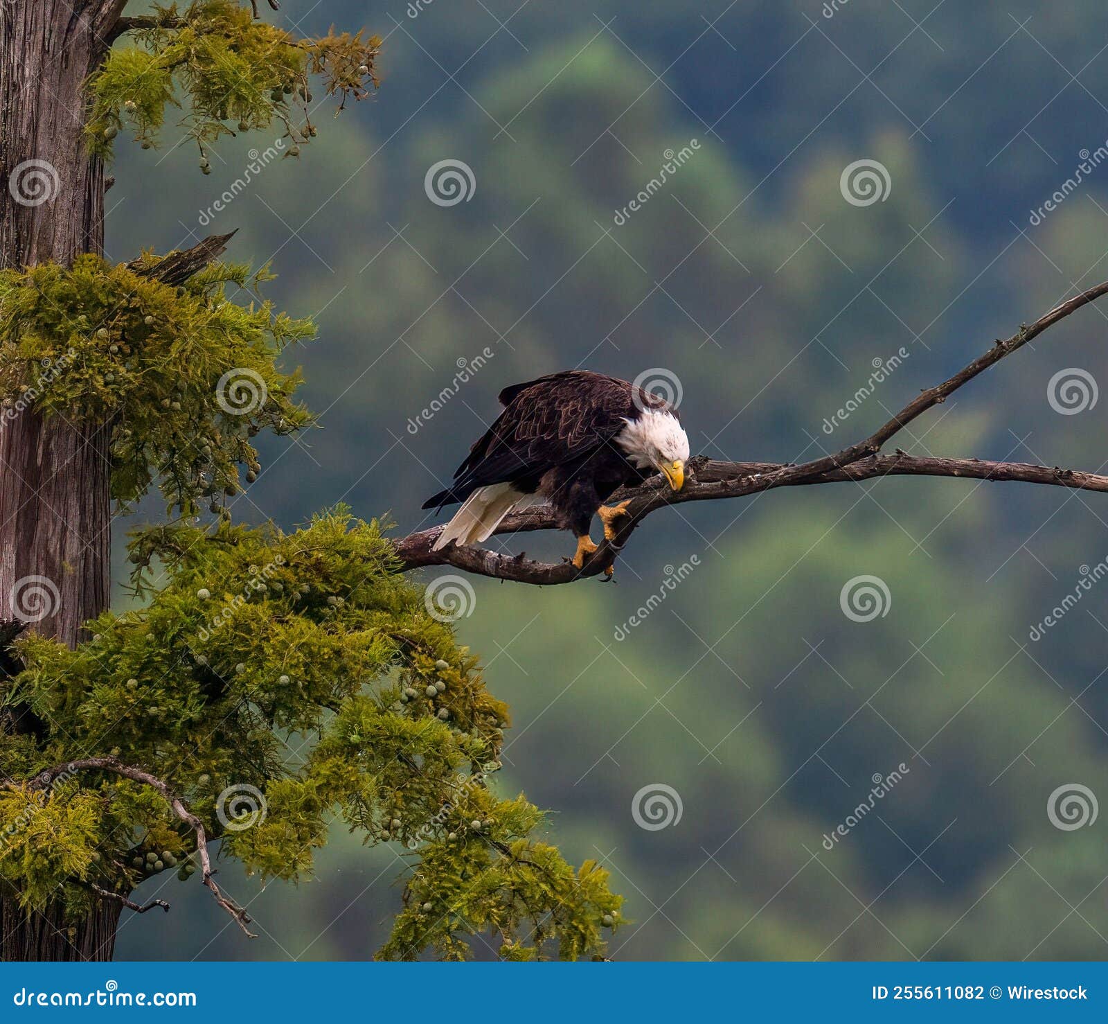 Bald Eagle Perched on a Tall Tree Stock Photo - Image of perched, avian ...