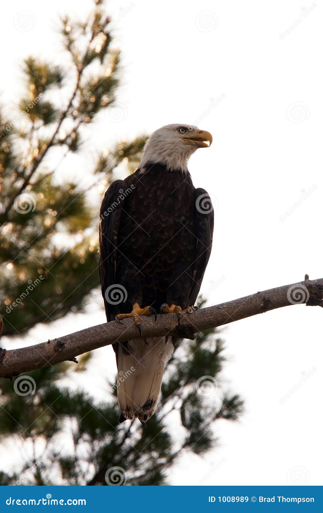 Bald Eagle Perched in Tree stock image. Image of america - 1008989