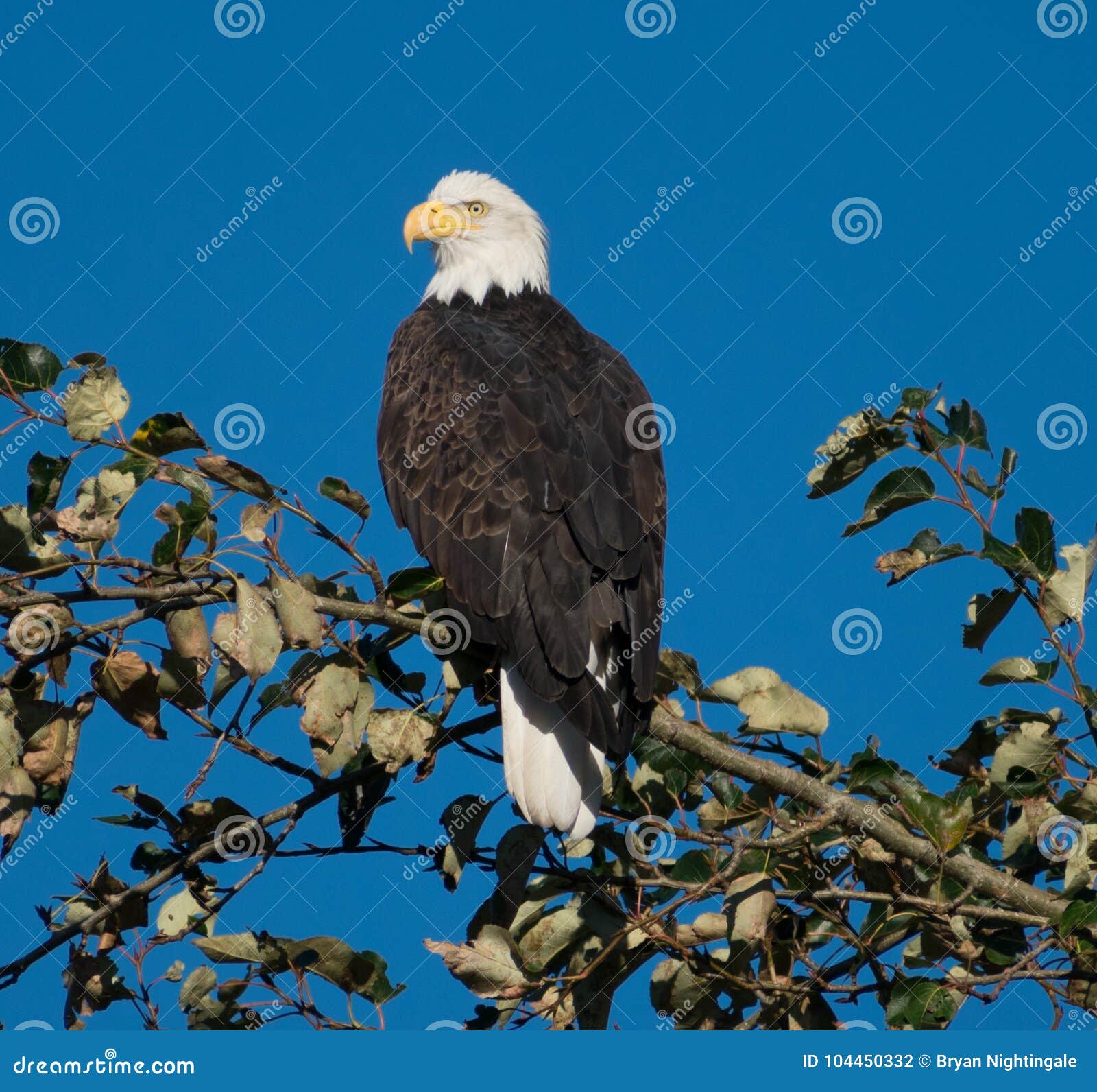 Bald eagle perched in tree stock photo. Image of tree - 104450332