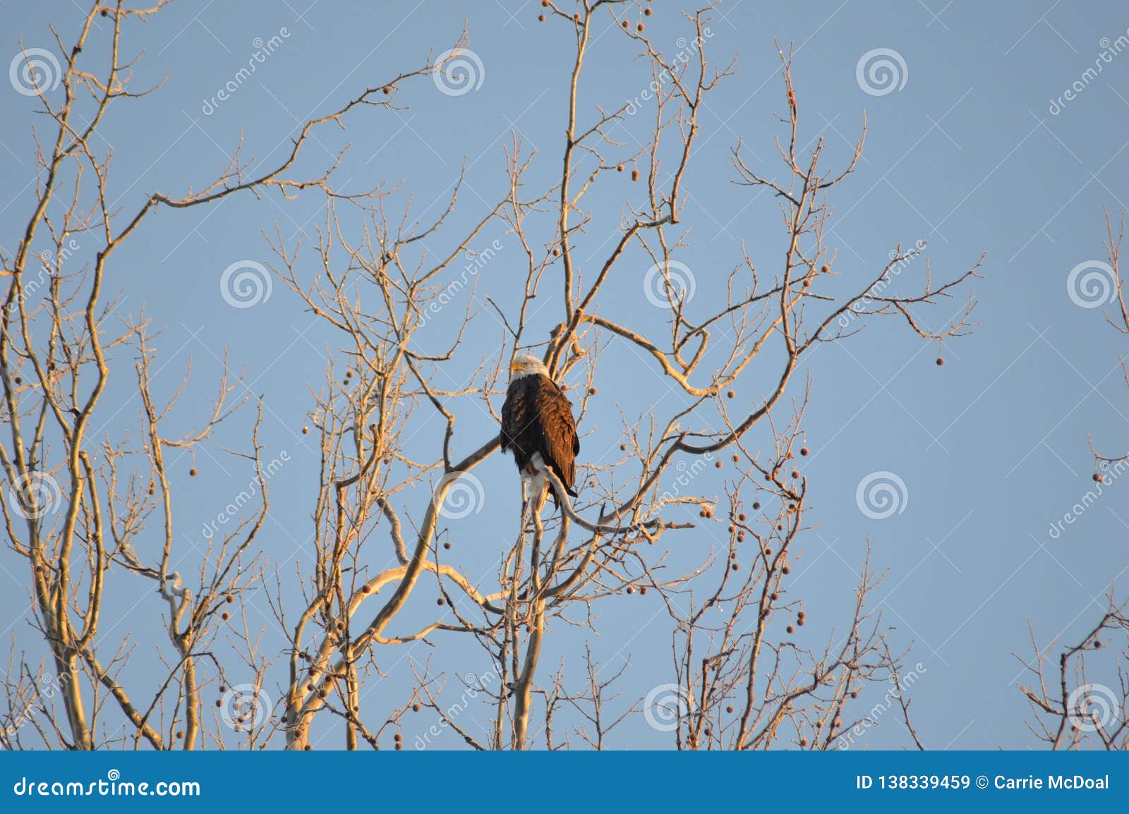 Bald Eagle Perched in a Tree Stock Image - Image of cold, eagle: 138339459