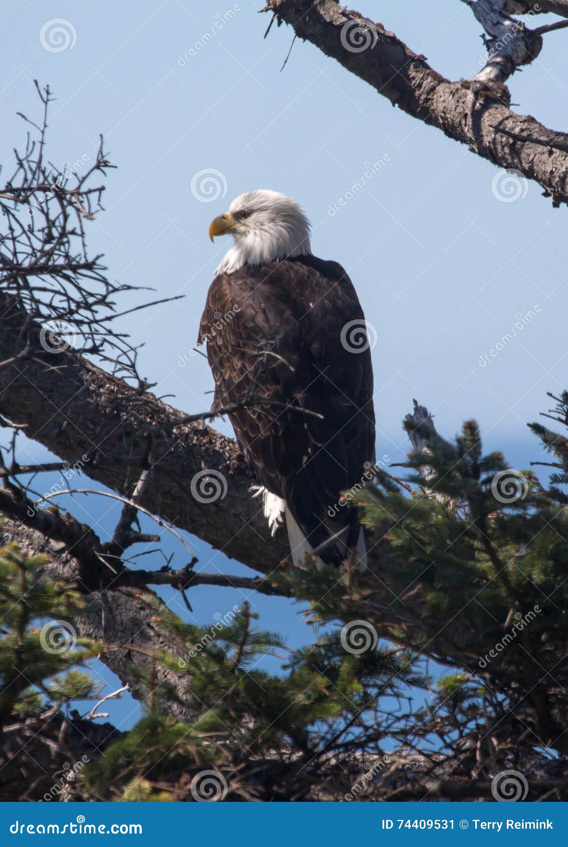 Bald eagle stock image. Image of bald, wildlife, feather - 74409531