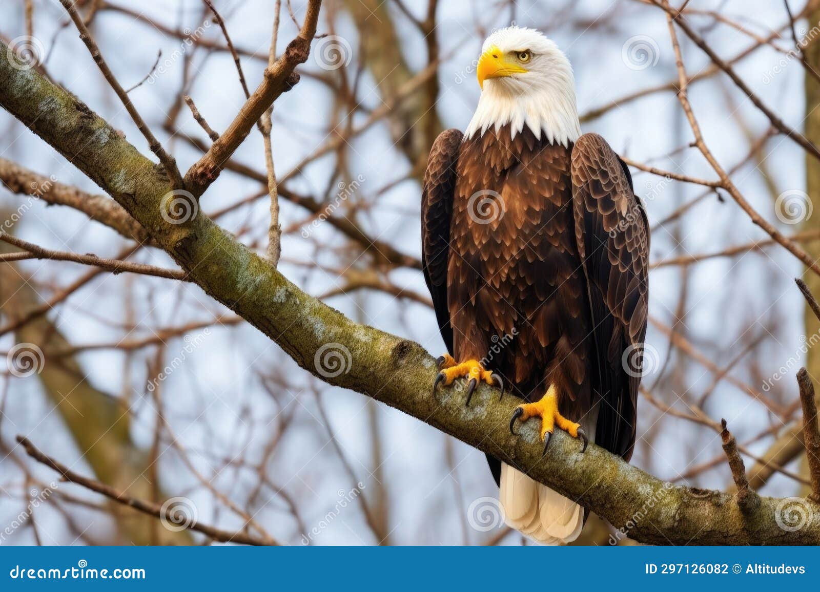 A Bald Eagle Perched on a Tree Branch Stock Photo - Image of perched ...