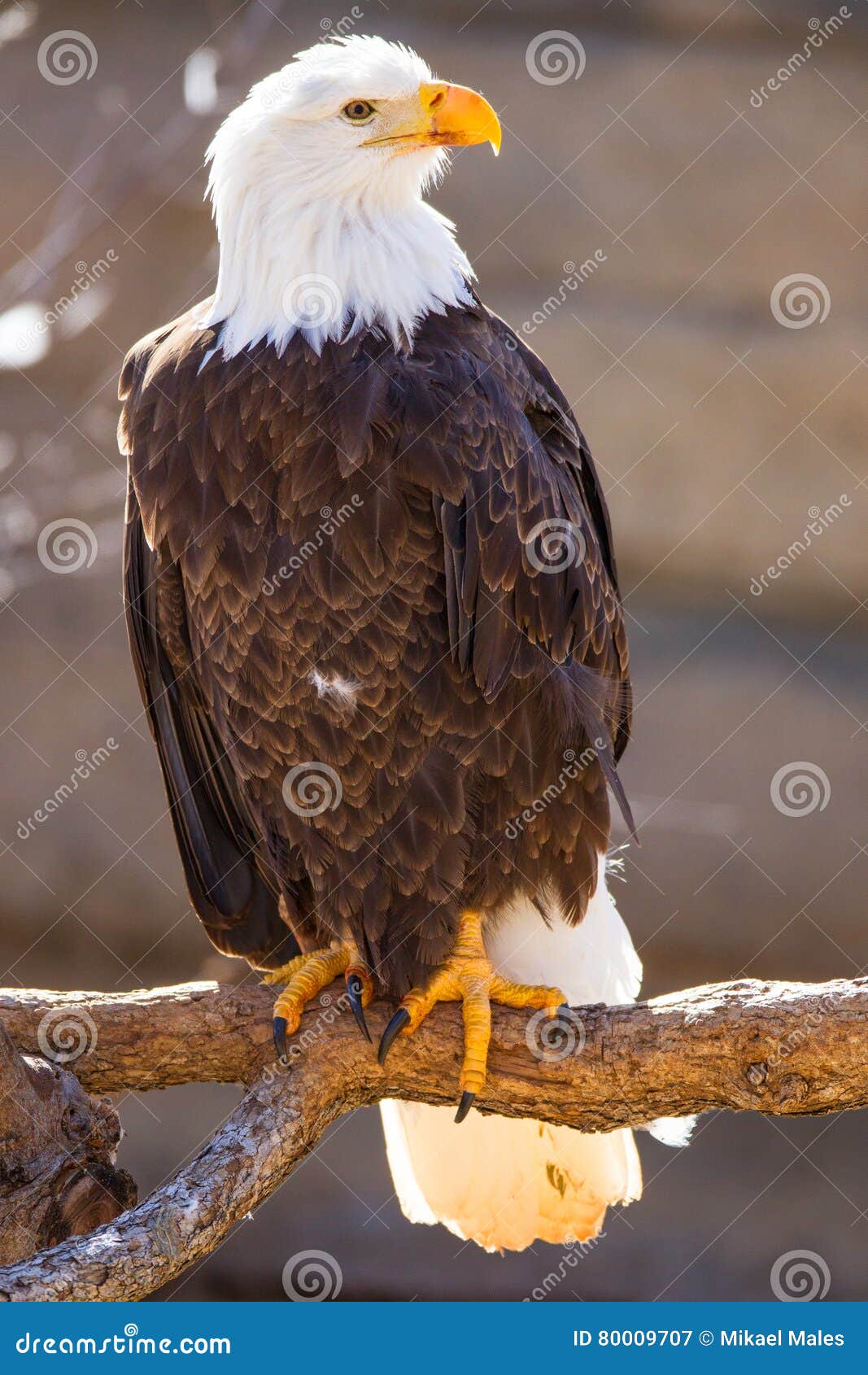 Bald Eagle Perched on Tree Branch Stock Image - Image of bird, grown ...