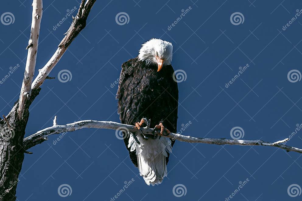 Bald Eagle Perched on Tree Branch in Sunlight Stock Photo - Image of ...