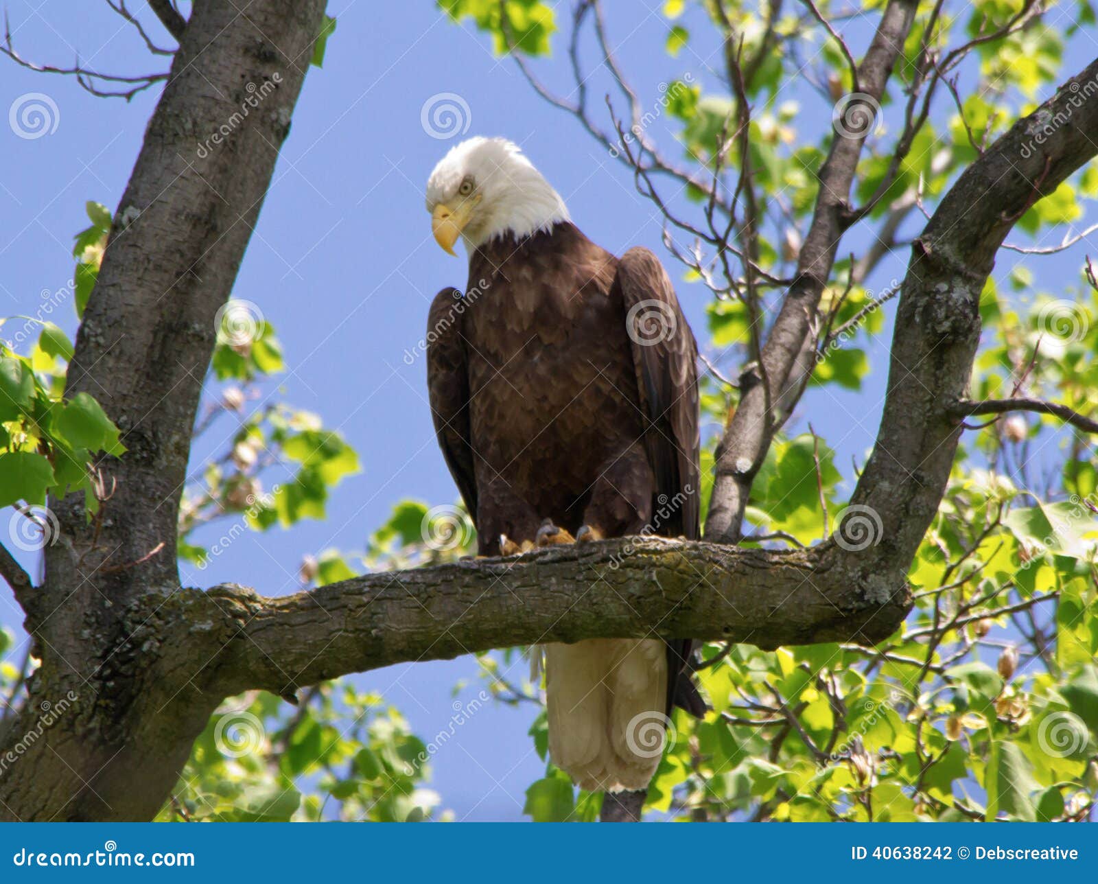 Bald Eagle Perched in a Tree Stock Photo - Image of american, branch ...