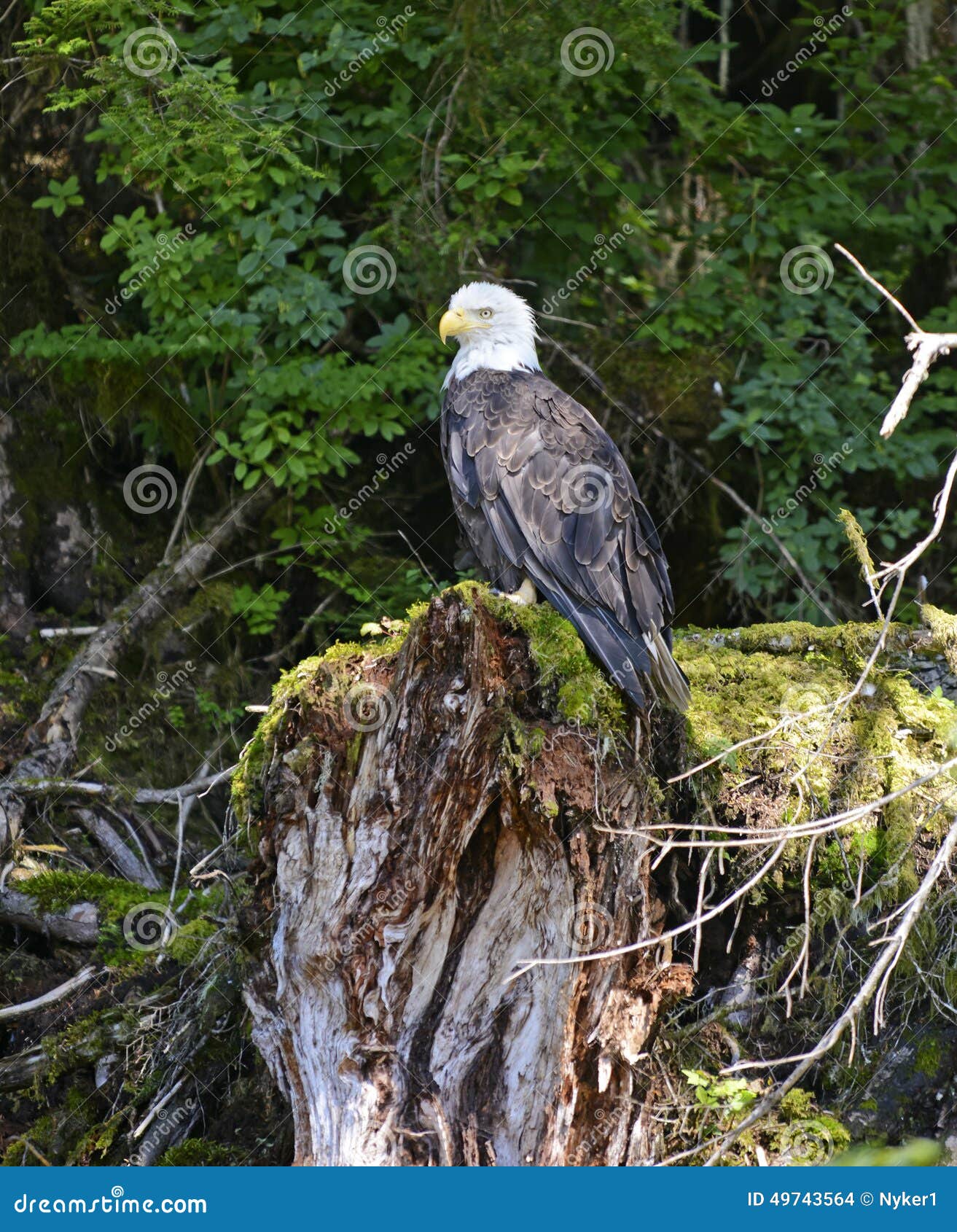 Bald Eagle Perched on Tree Stump in Forest Stock Photo - Image of ...