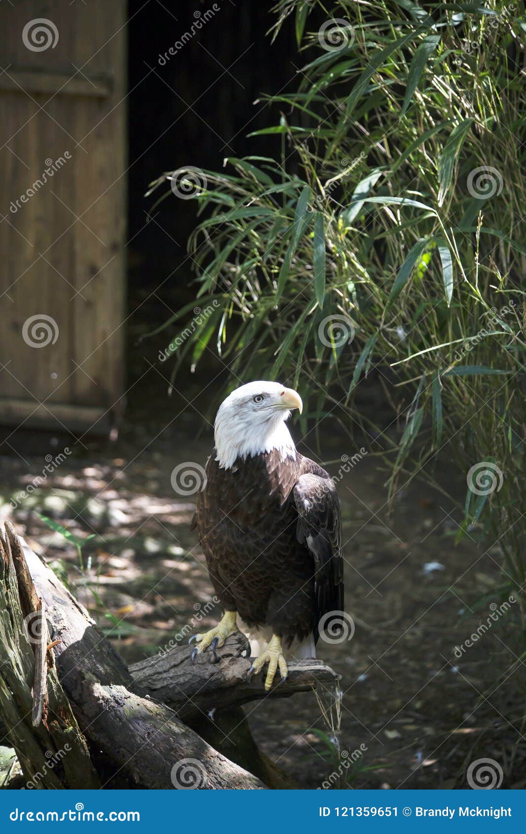 Bald Eagle perched on limb stock image. Image of brown - 121359651