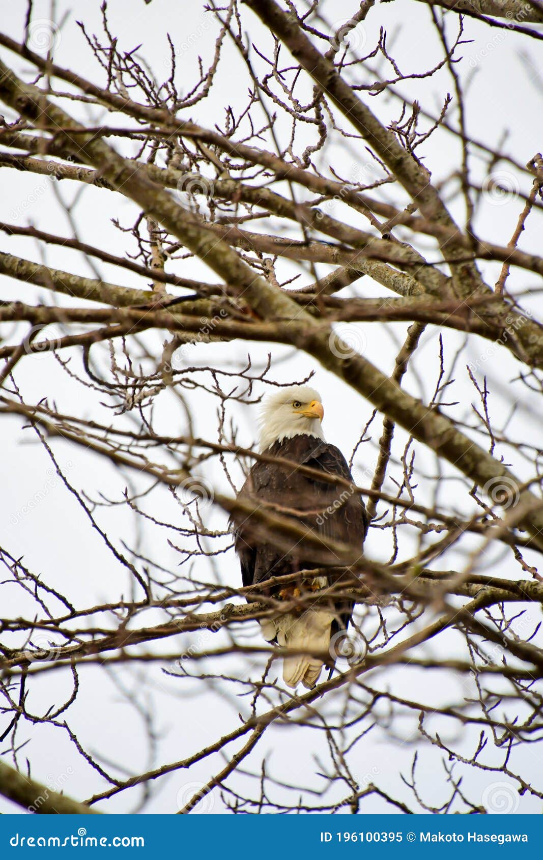 A Bald Eagle Perching on the Branch. Stock Image - Image of outdoors ...